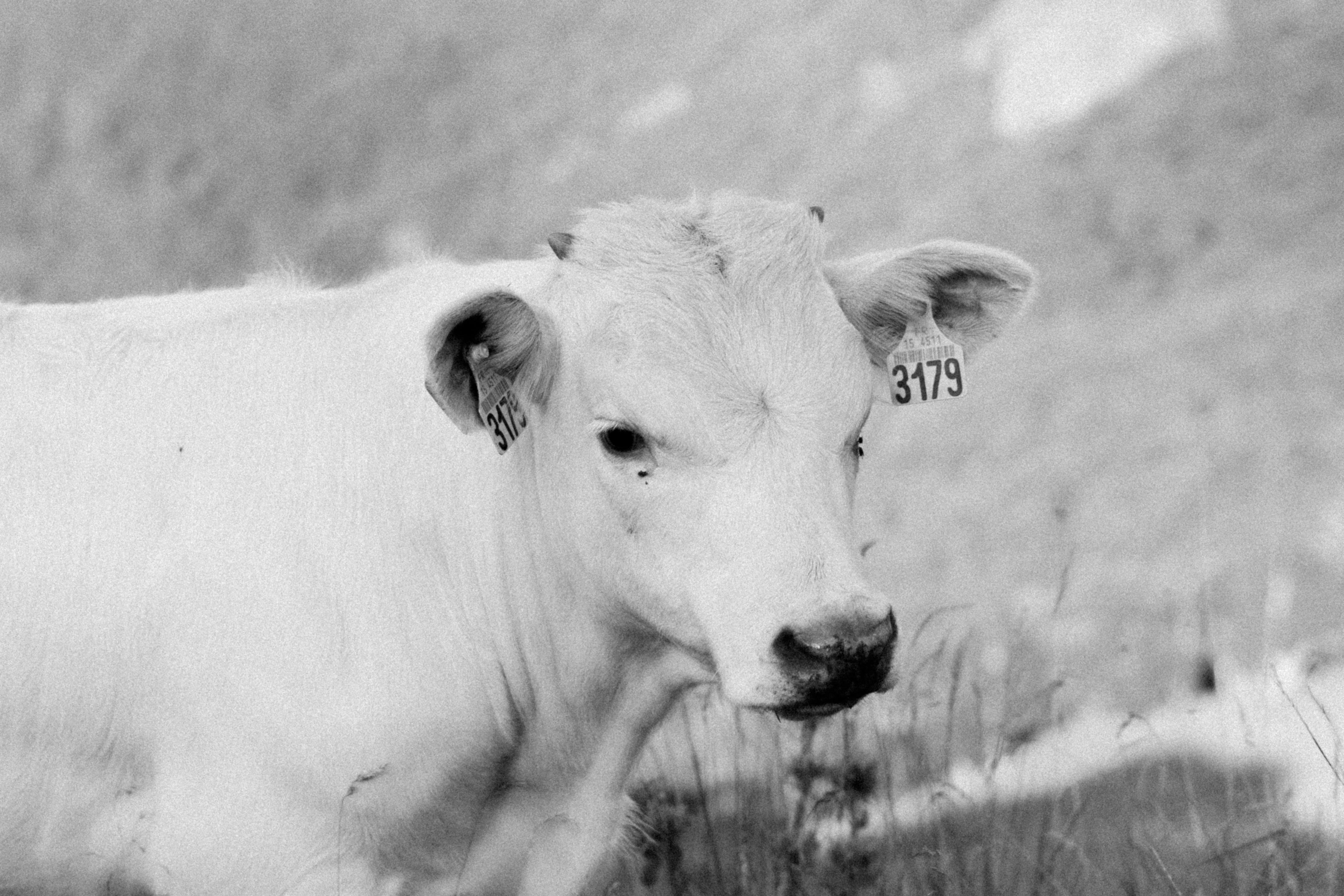 Steve Beef Photos, Download The BEST Free Steve Beef Stock Photos & HD ...