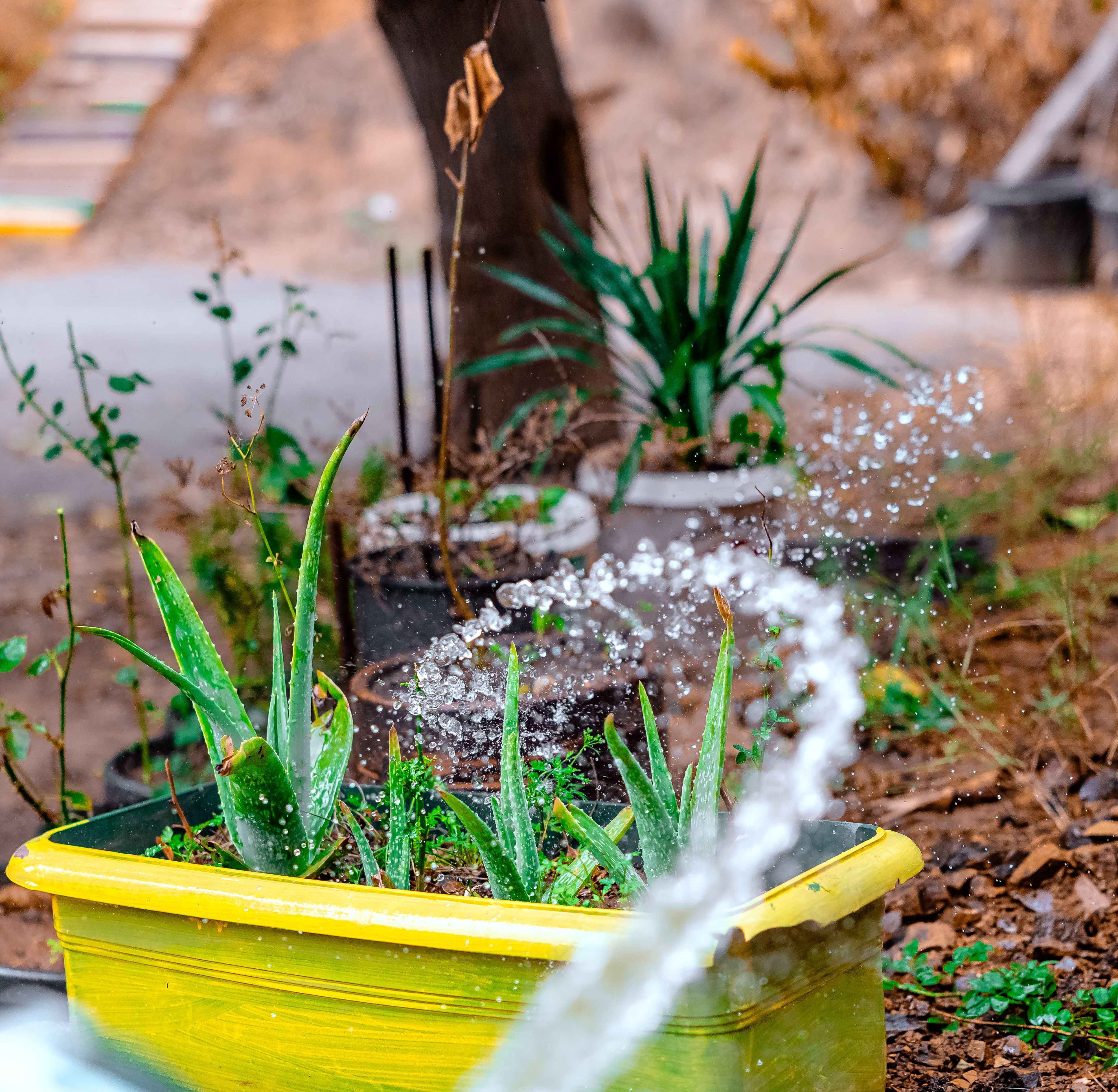 Aloe Vera Plant being Watered Outdoors · Free Stock Photo