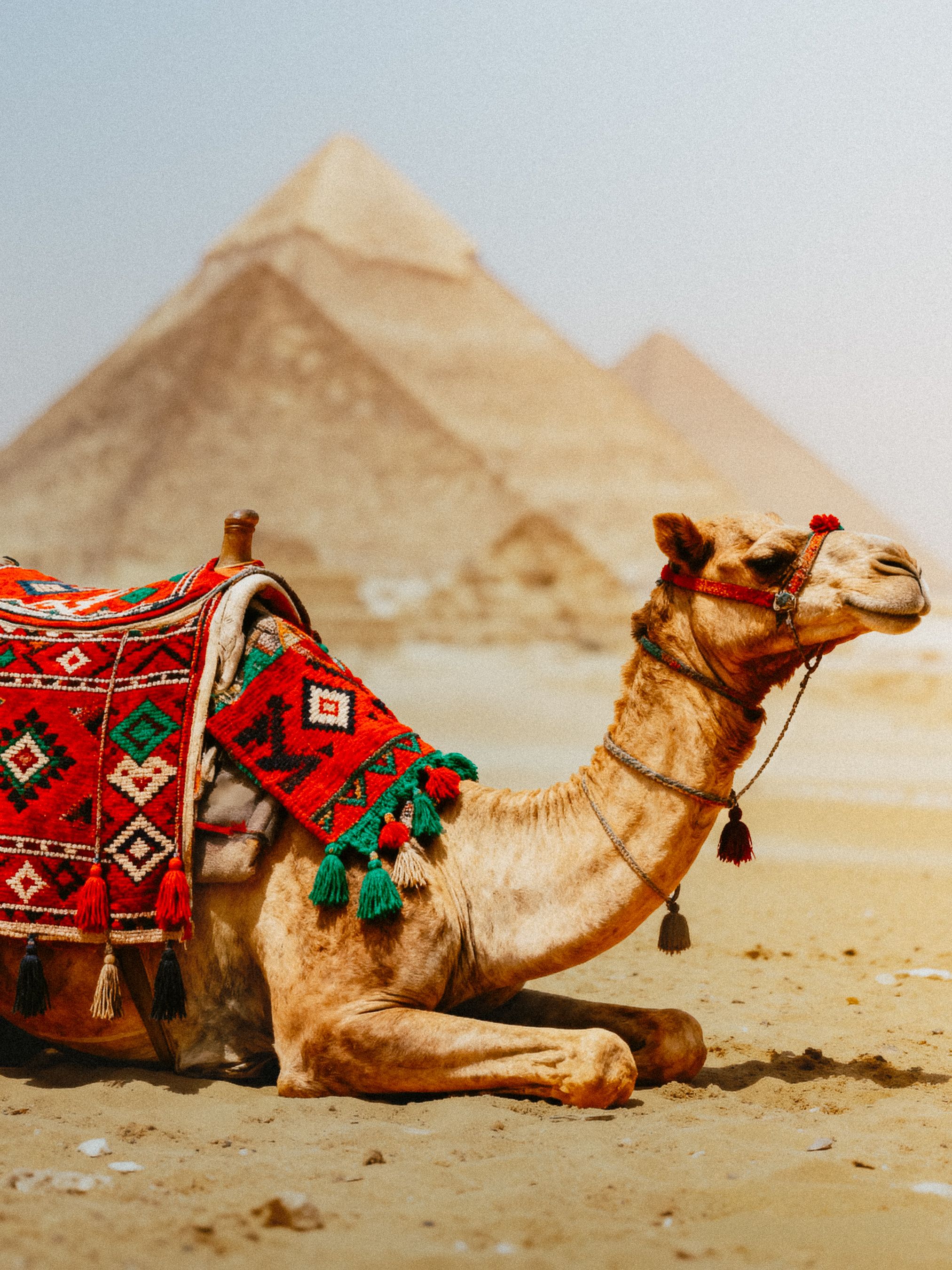 Camel Resting by the Pyramids of Giza, Egypt · Free Stock Photo