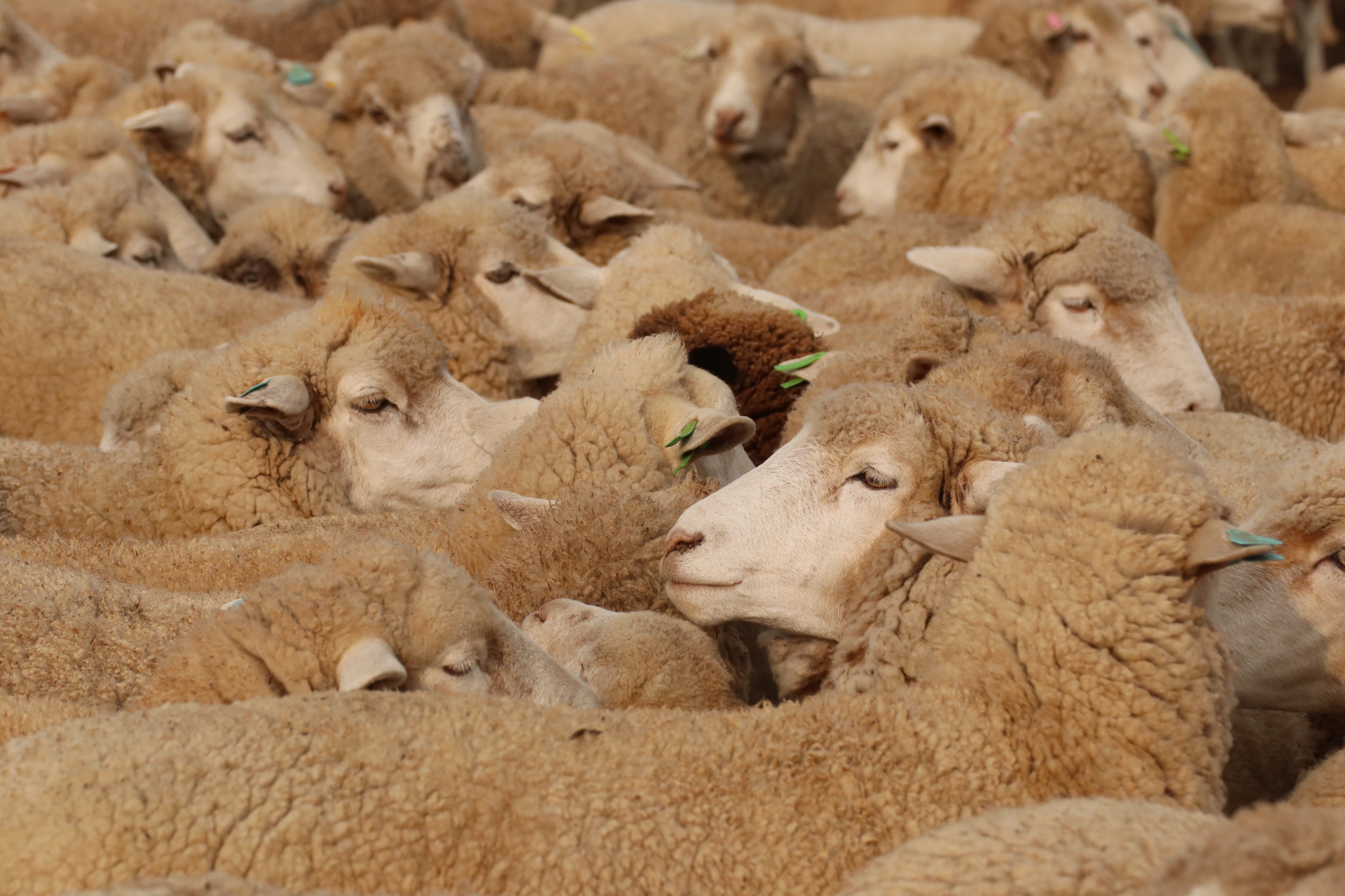 Cartoon Sheep Photos, Download The BEST Free Cartoon Sheep Stock Photos ...