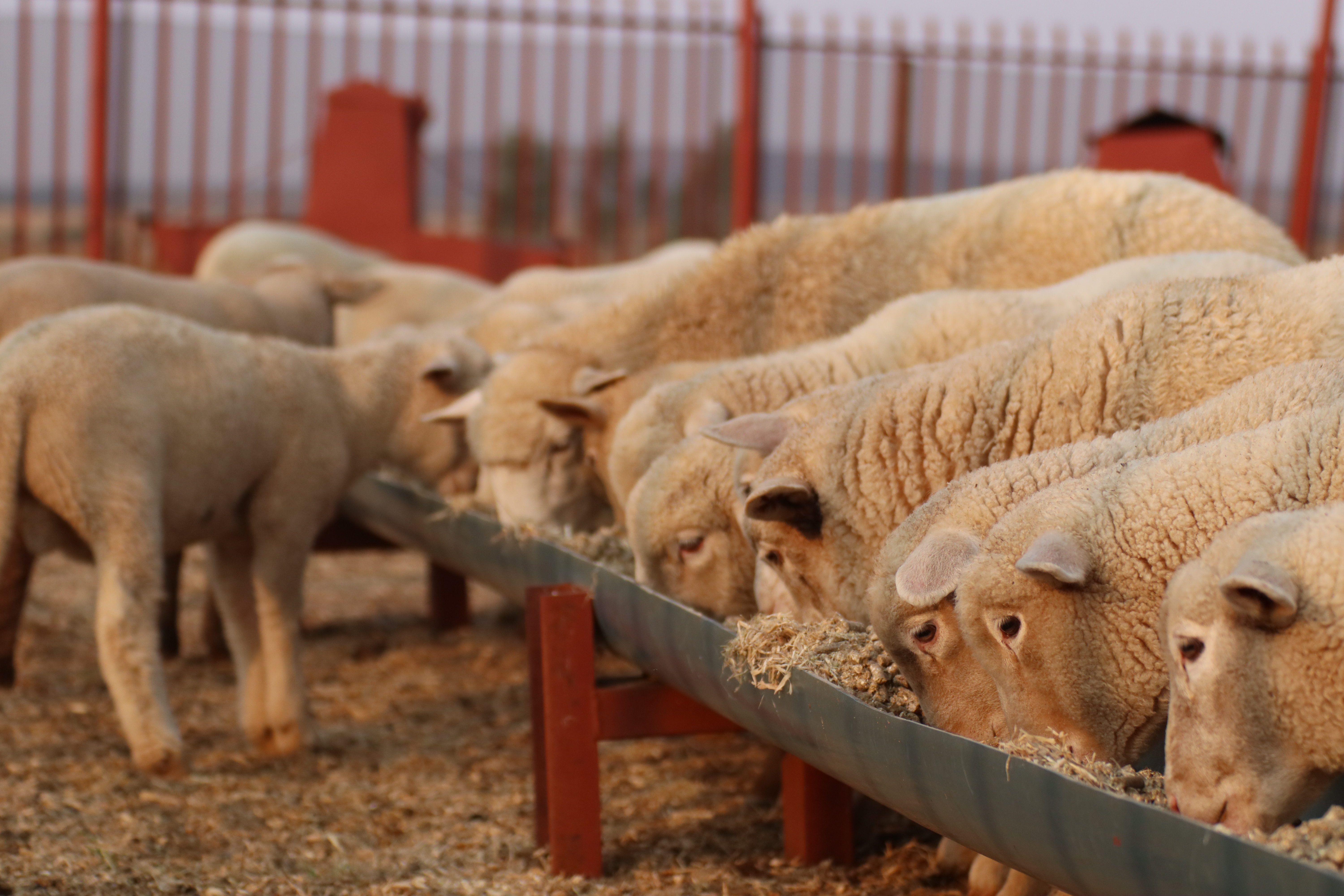 Cartoon Sheep Photos, Download The BEST Free Cartoon Sheep Stock Photos ...