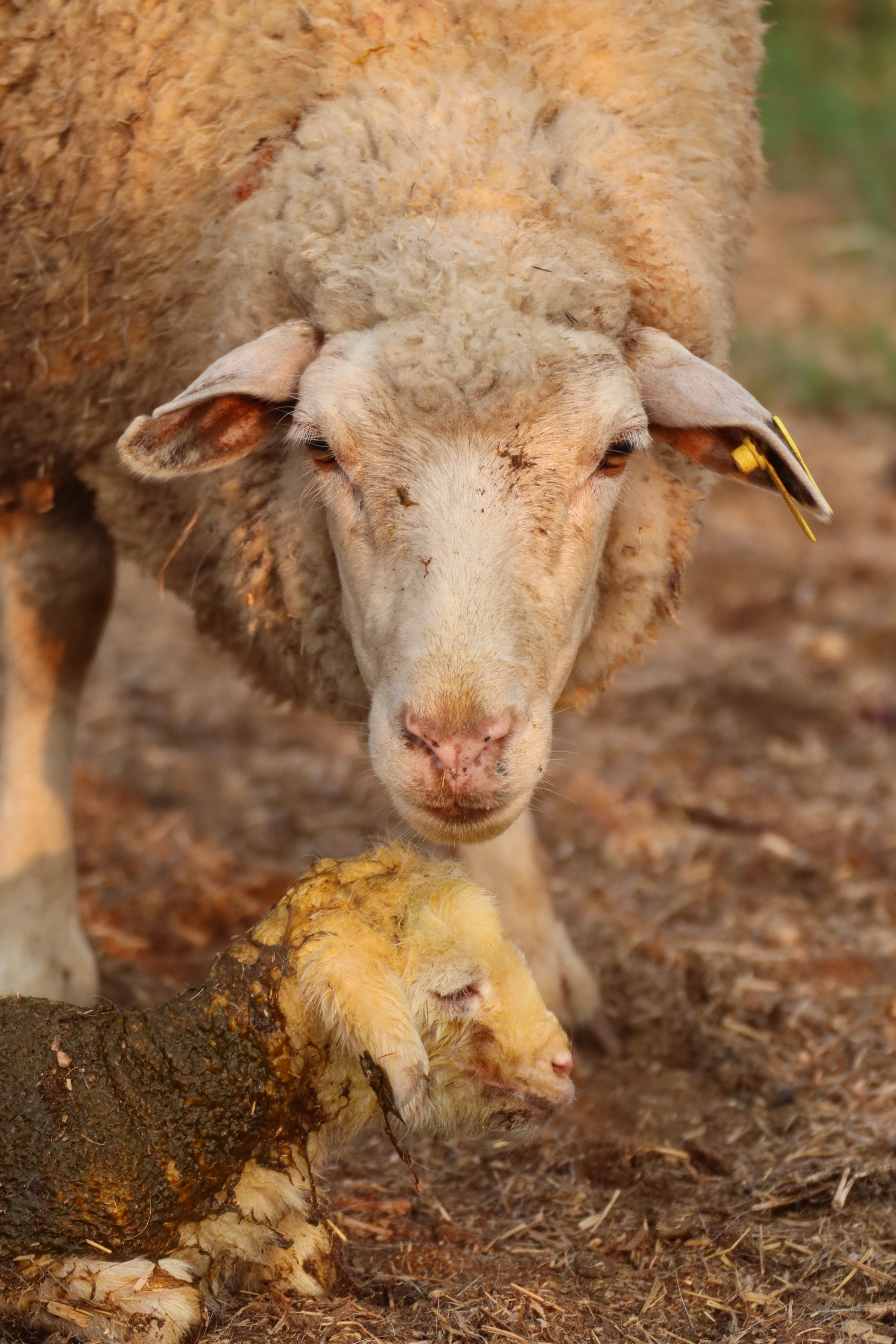 Farm Animal Photos, Download The BEST Free Farm Animal Stock Photos ...
