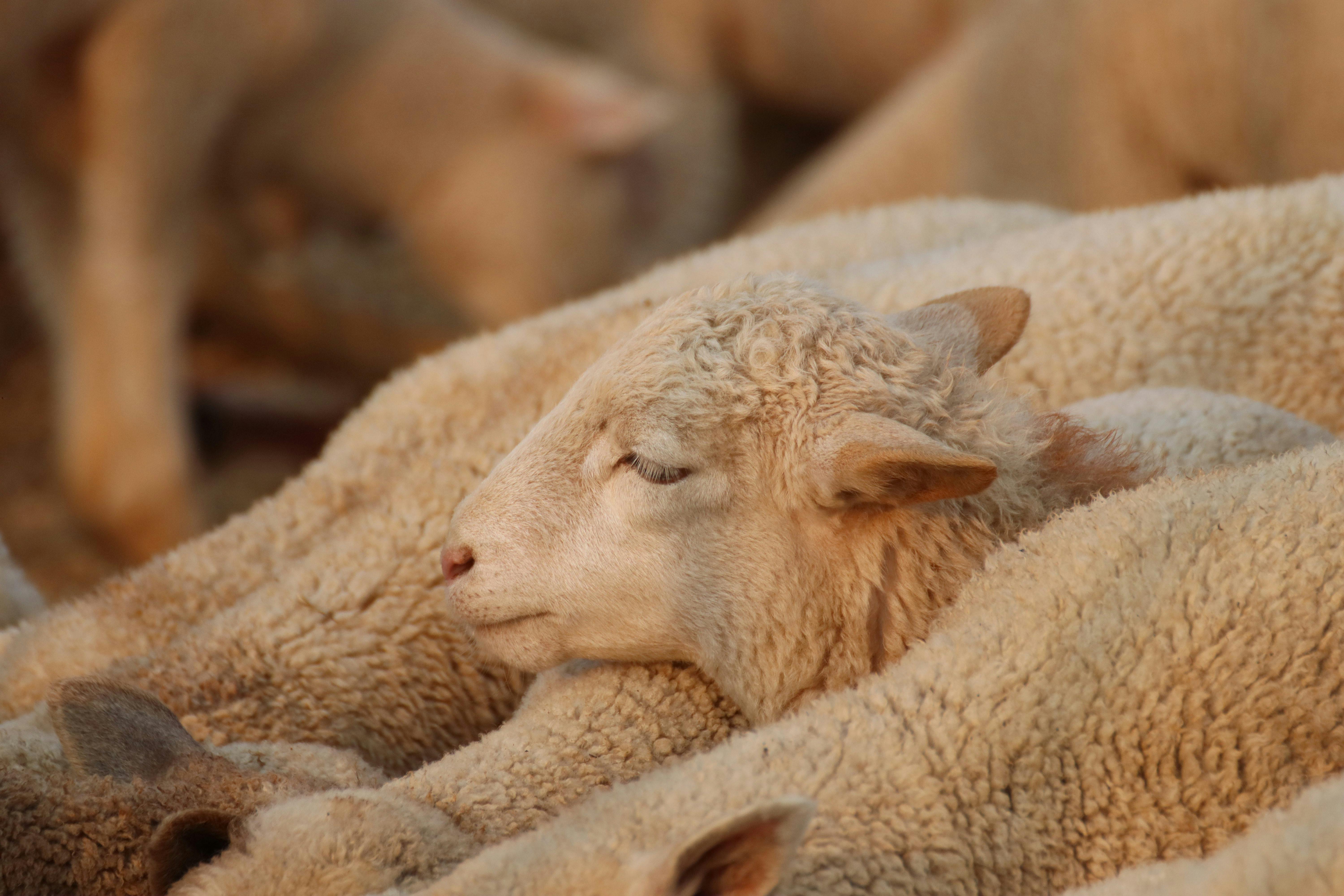 Lamb Strips Photos, Download The BEST Free Lamb Strips Stock Photos & HD Images