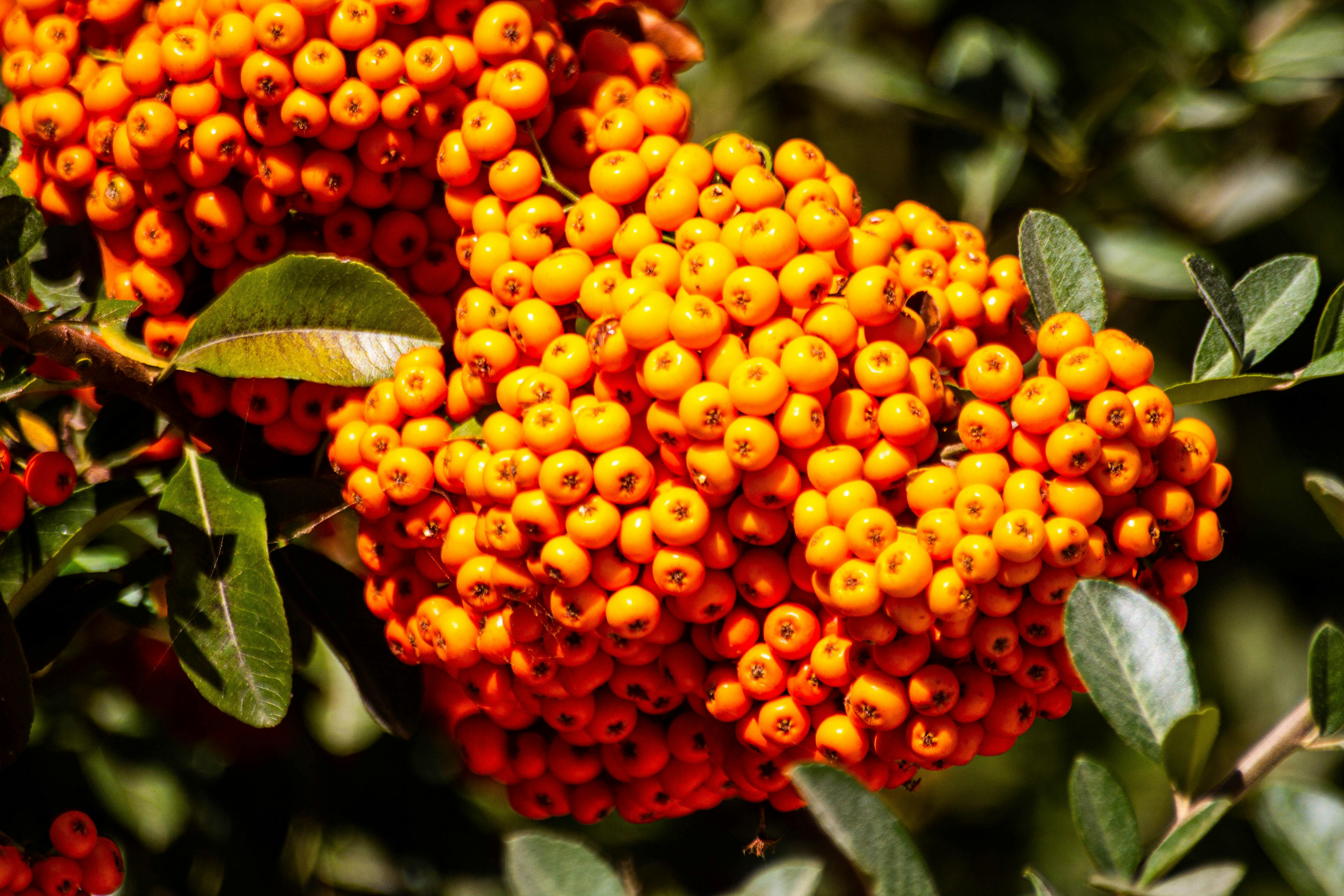 Anar Fruit Photos, Download The BEST Free Anar Fruit Stock Photos & HD ...