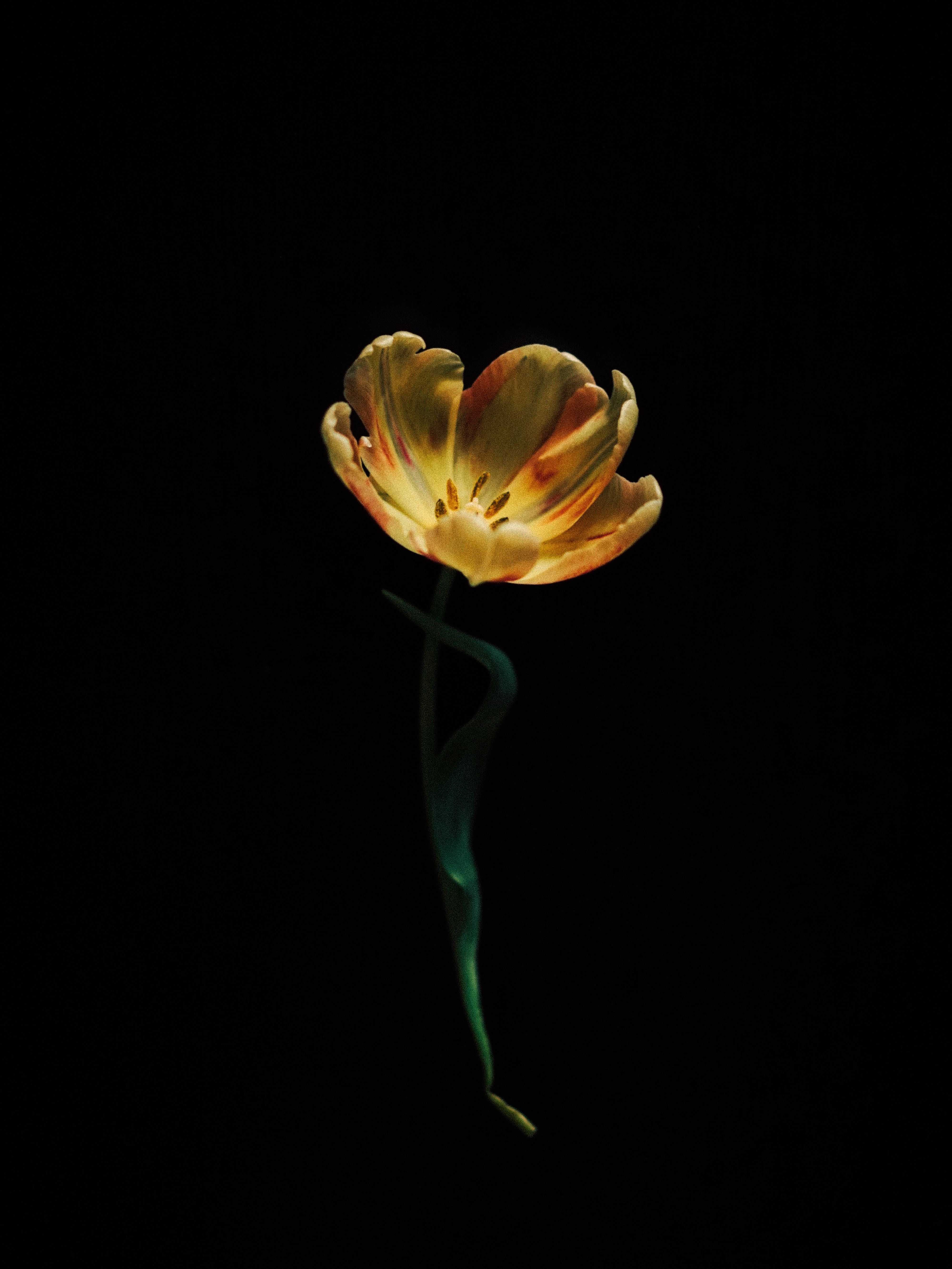 Simple Flower Photos, Download The BEST Free Simple Flower Stock Photos ...