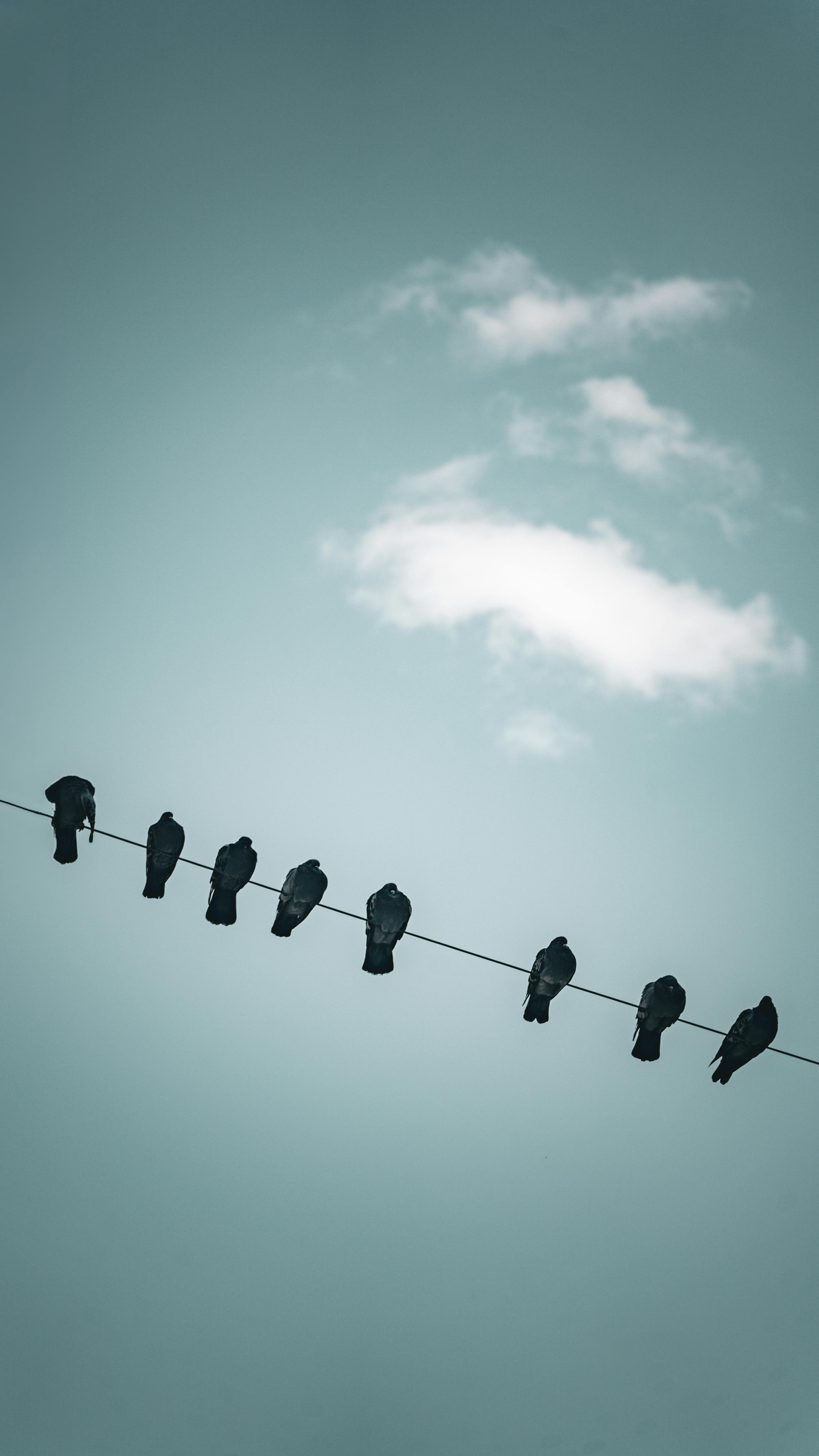 Wire Photos, Download The BEST Free Wire Stock Photos & HD Images