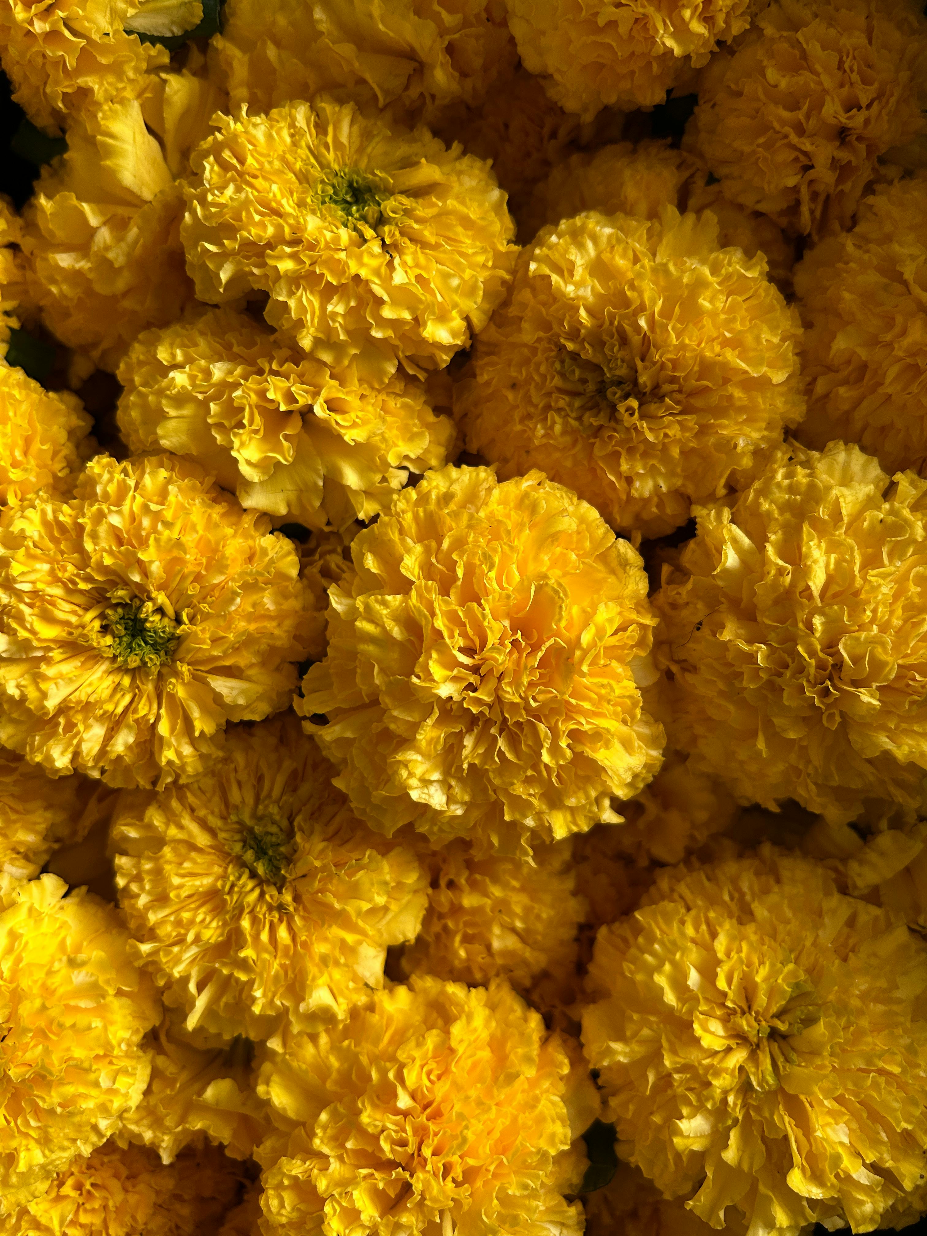 Indian Political Background Photos, Download The BEST Free Indian ...