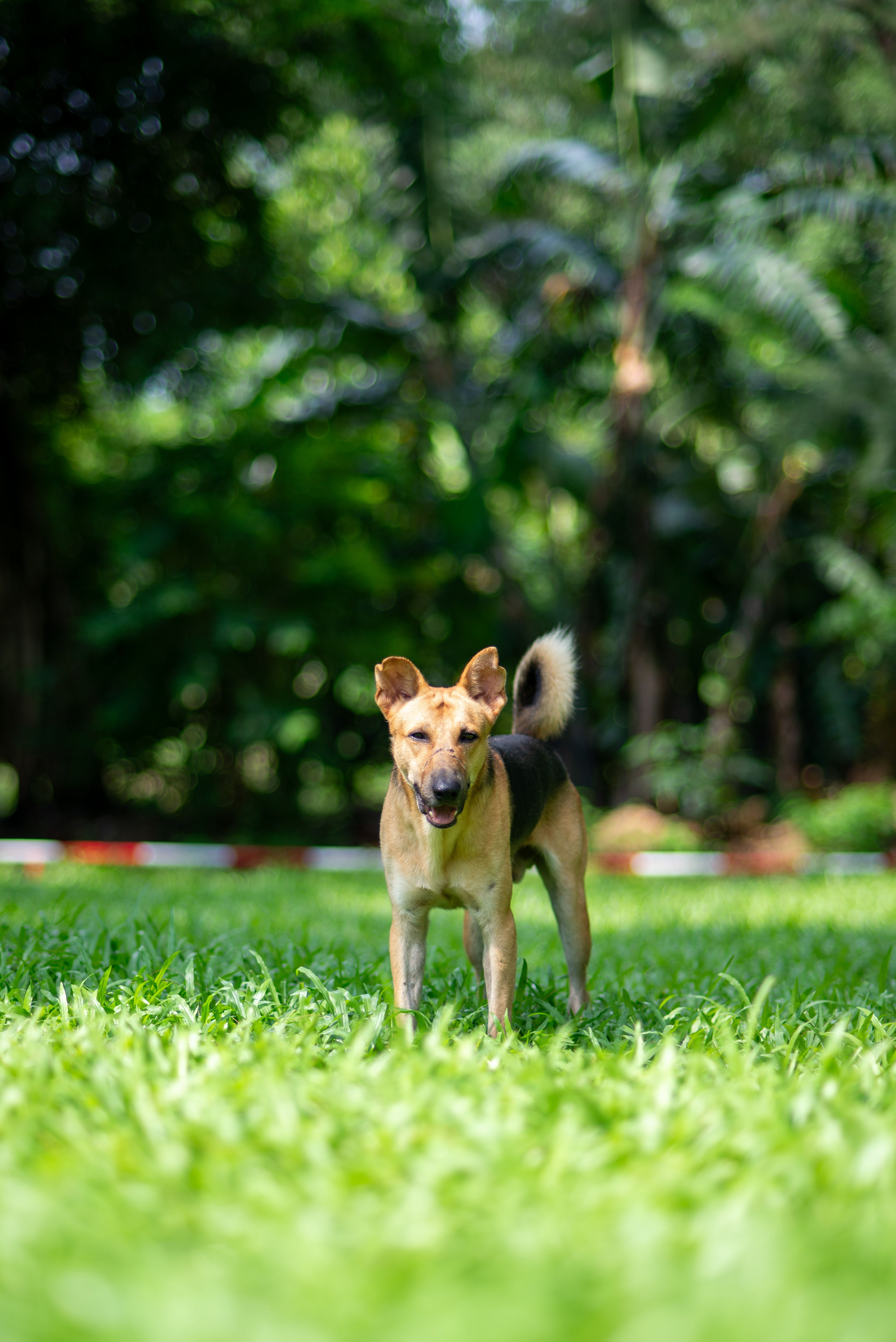 Pets$ Photos, Download The BEST Free Pets$ Stock Photos & HD Images