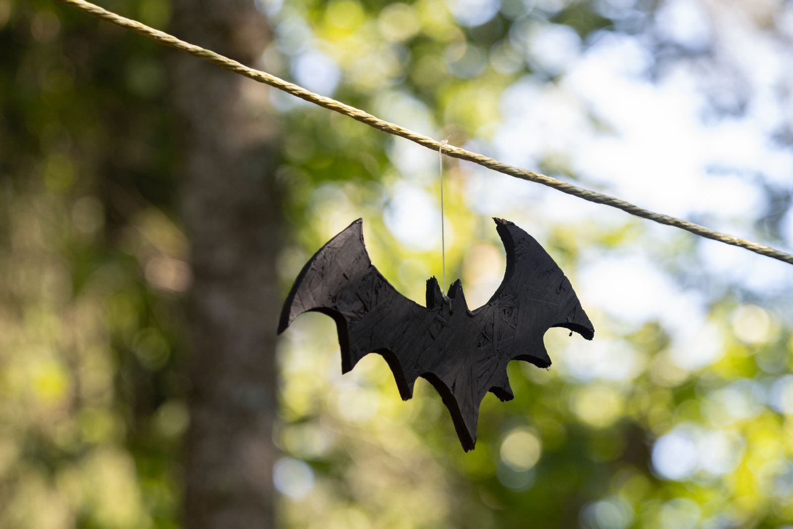 Black Bat Photos, Download The BEST Free Black Bat Stock Photos & HD Images