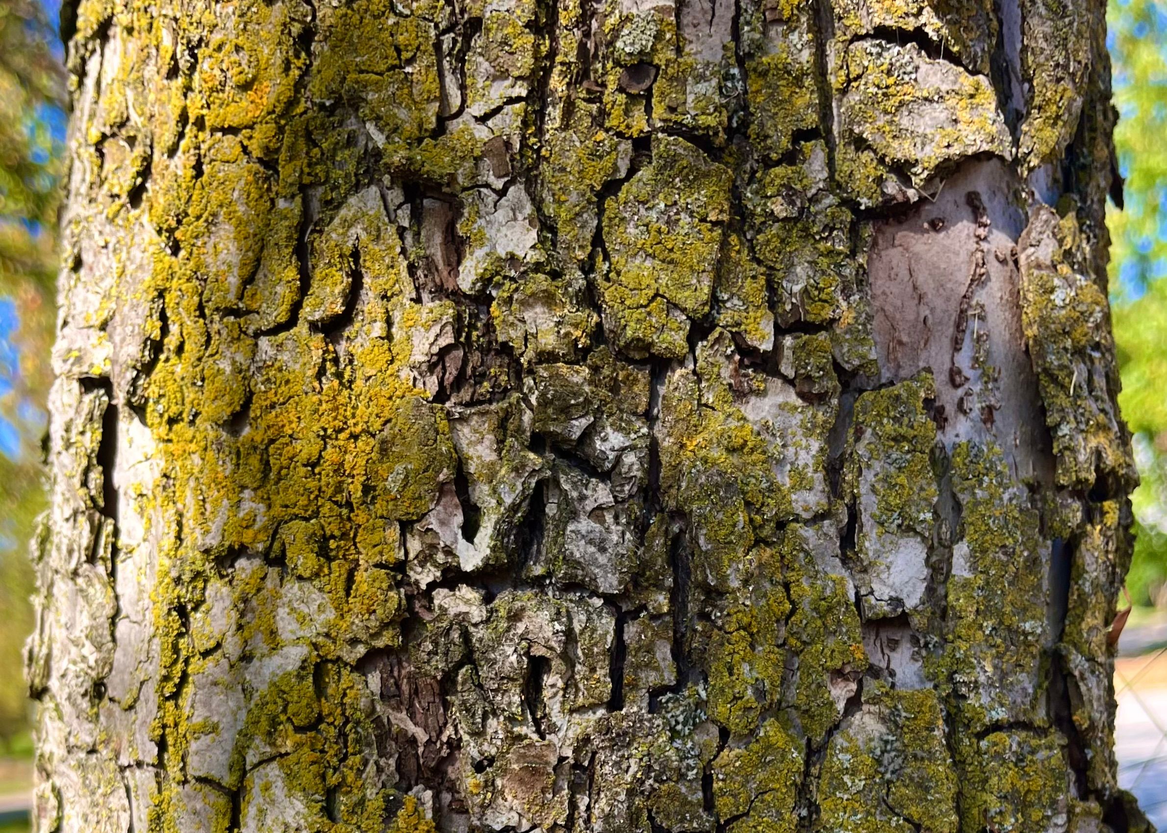 Earthy Plants Photos, Download The BEST Free Earthy Plants Stock Photos ...