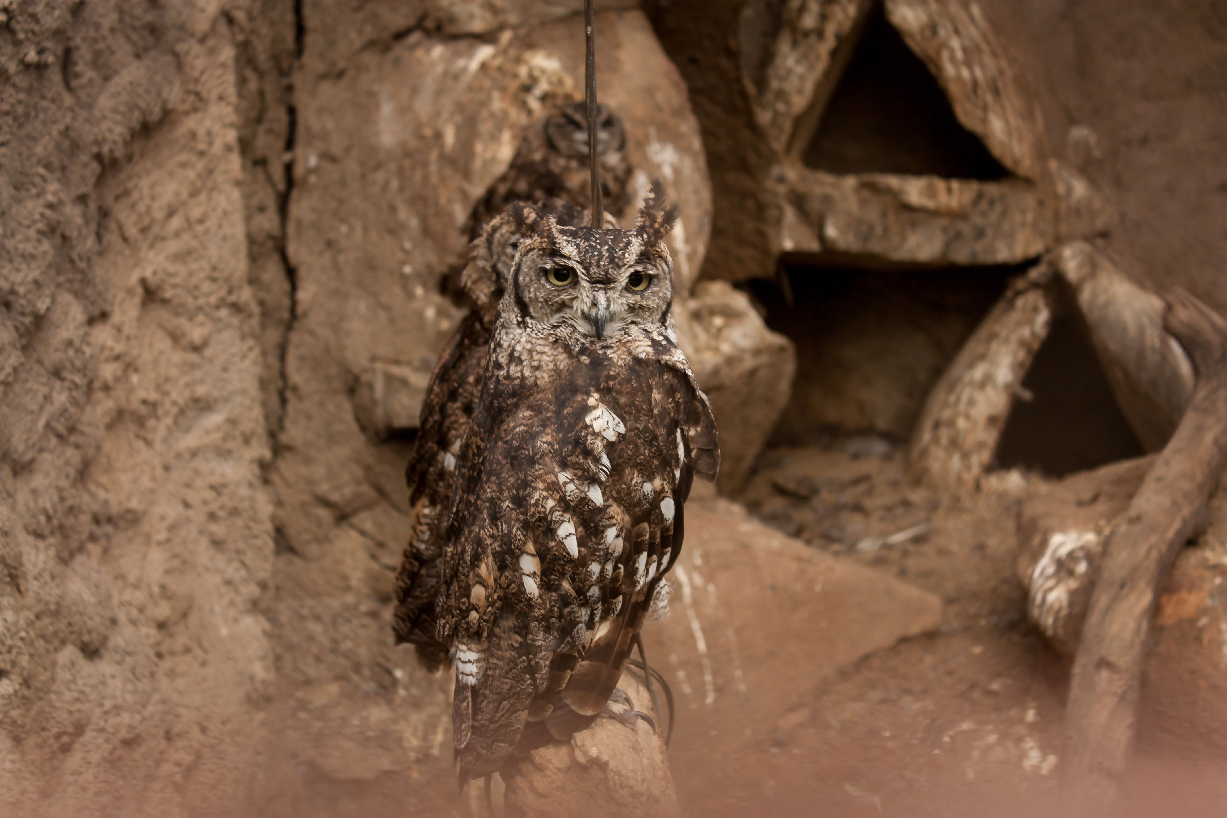 Close-Up of Horned Owl on Rocky Ledge · Free Stock Photo