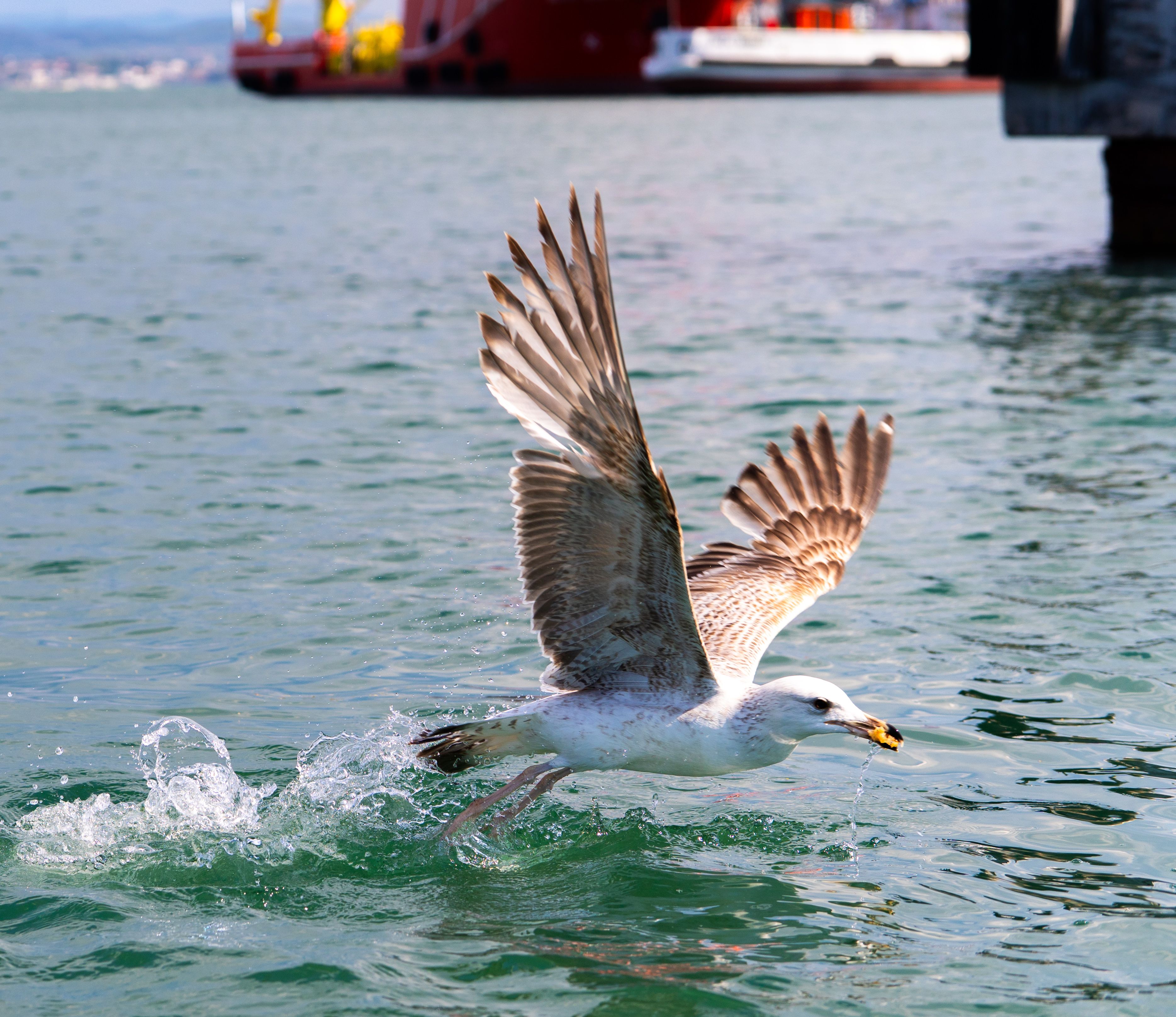 Seagull Taking Flight Over Water with Boat in Background · Free Stock Photo