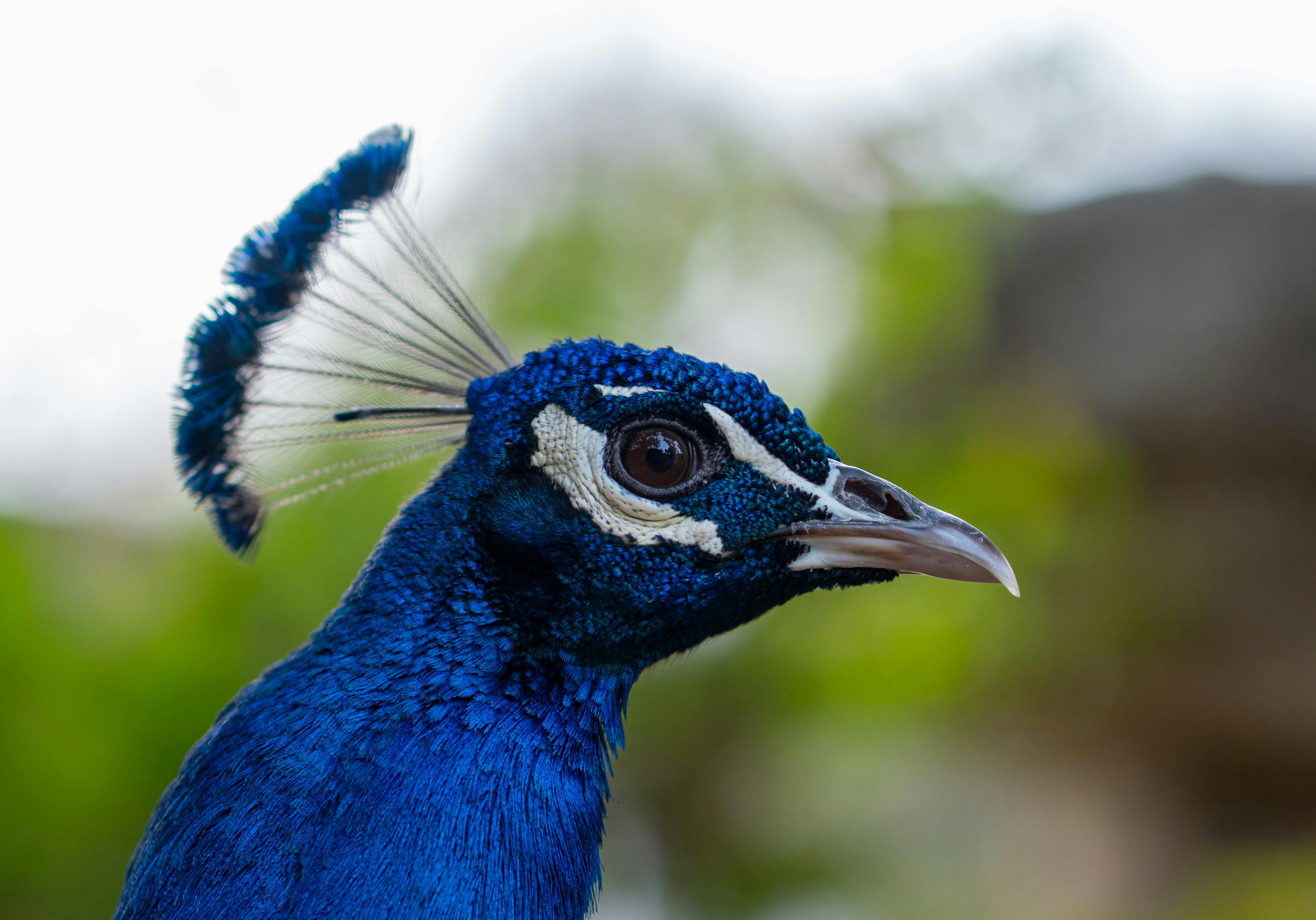 Peacock Images Photos, Download The BEST Free Peacock Images Stock ...