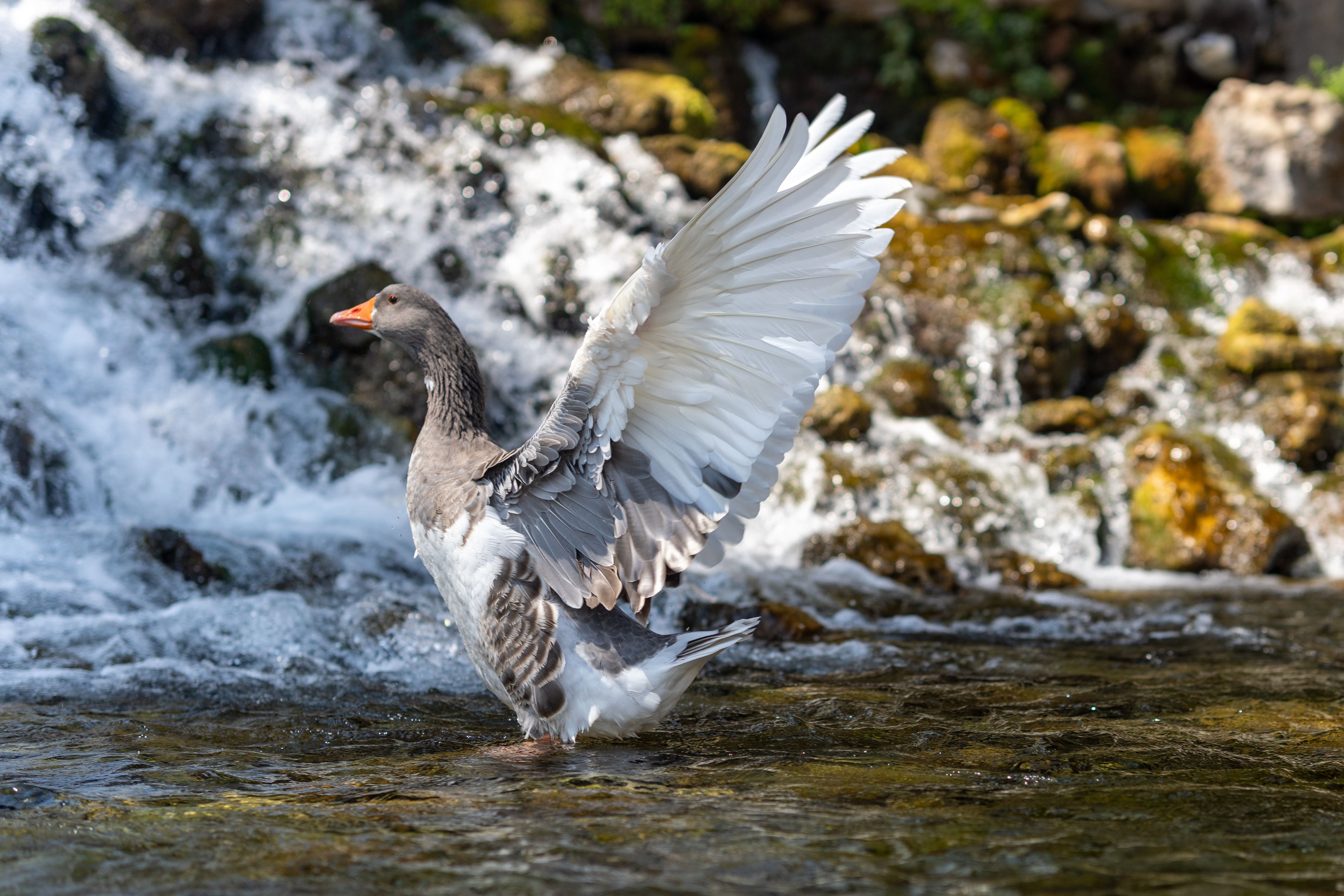 Majestic Goose Spreads Wings Near Waterfall · Free Stock Photo