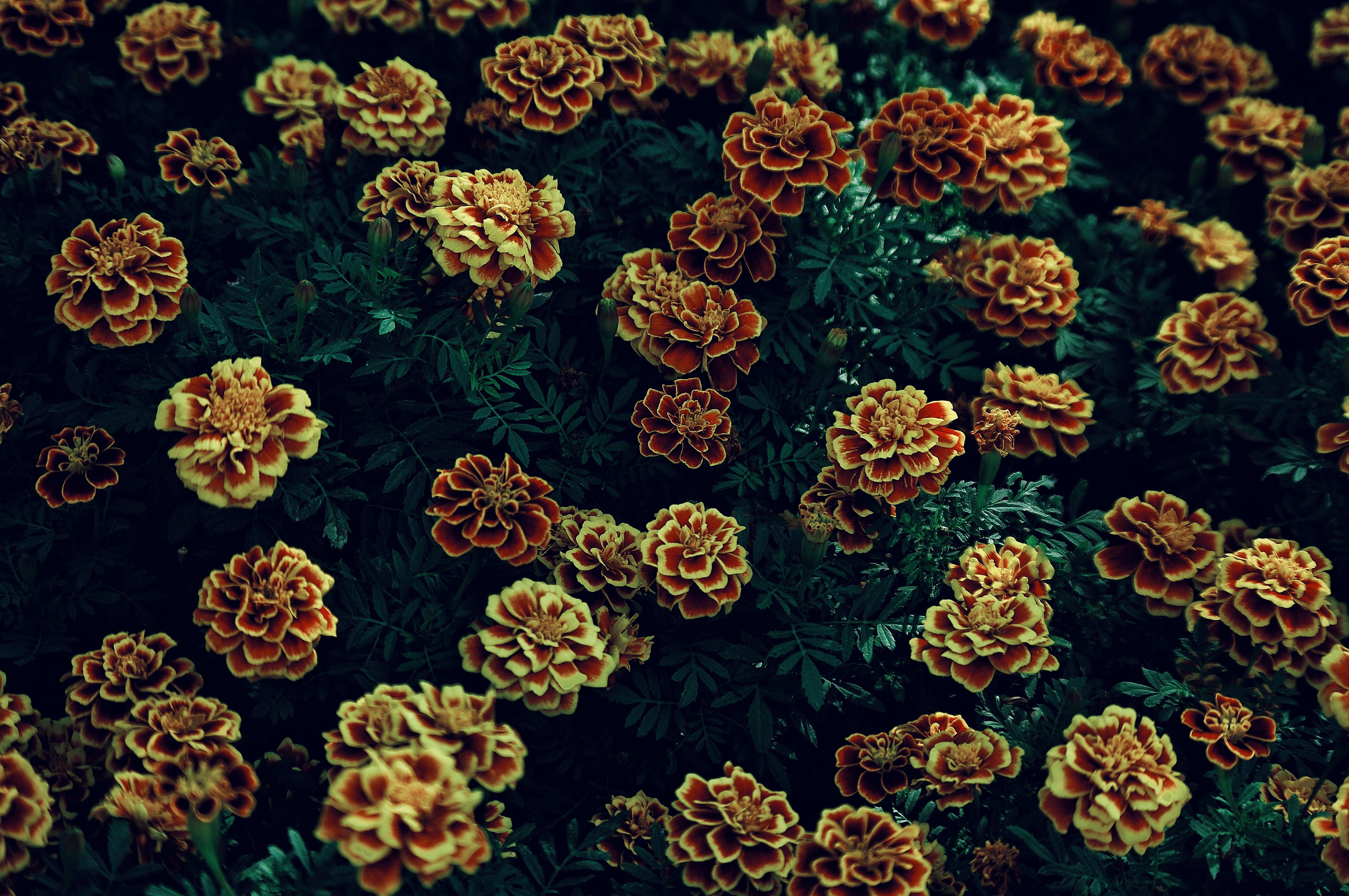 Nature Aesthetics Photos, Download The BEST Free Nature Aesthetics ...