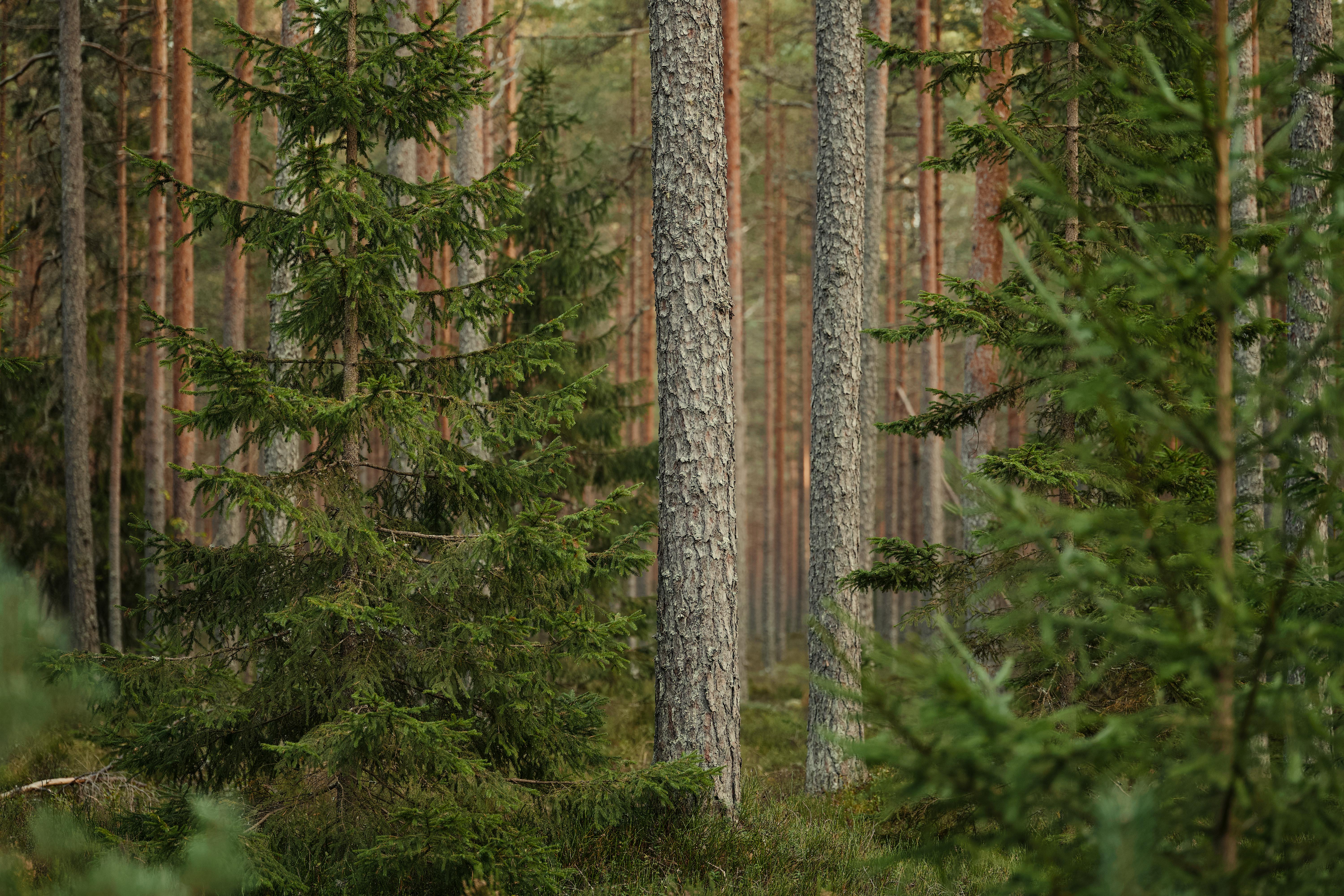 Reforestation Photos, Download The BEST Free Reforestation Stock Photos ...