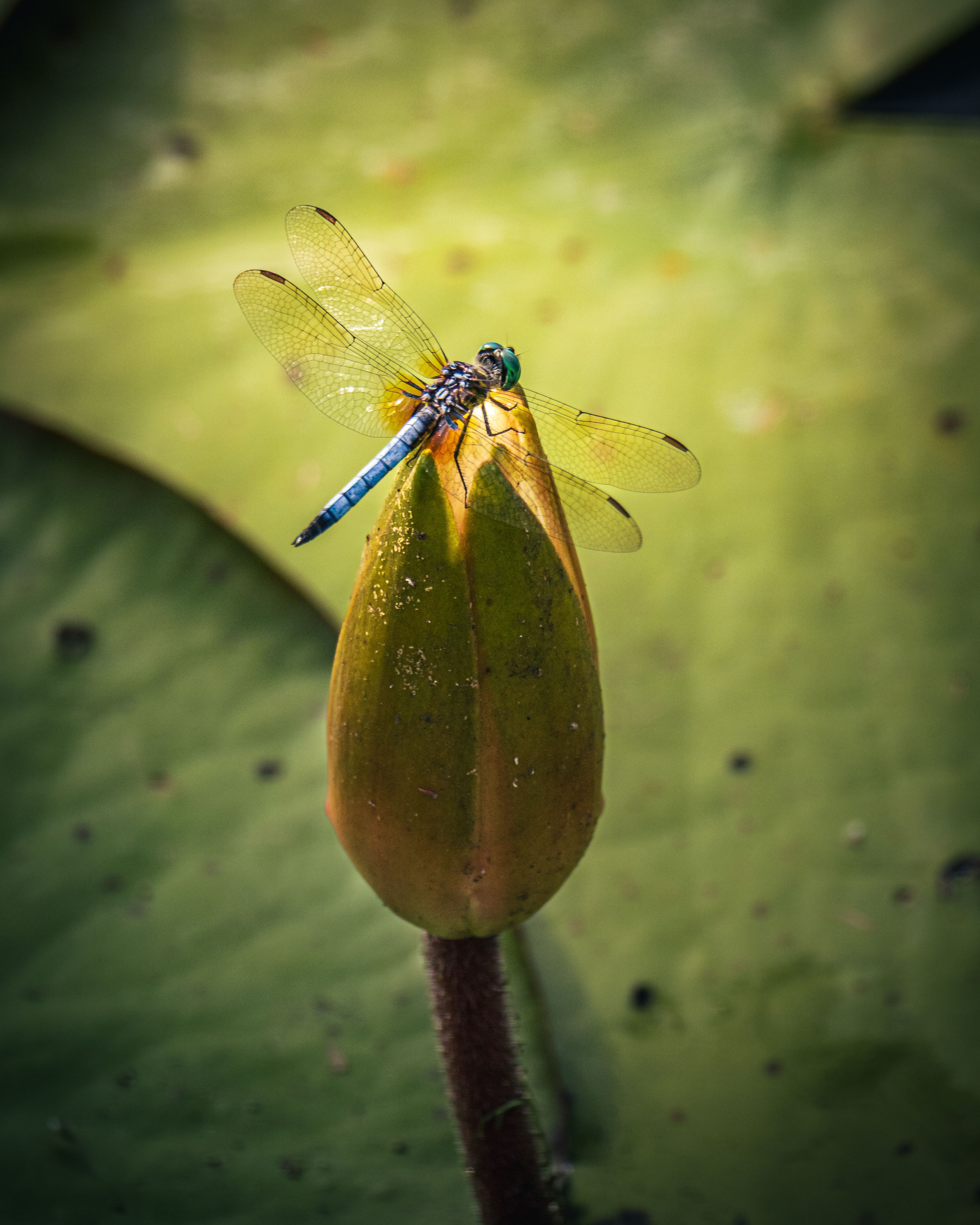 Dragonfly Images Photos, Download The BEST Free Dragonfly Images Stock ...