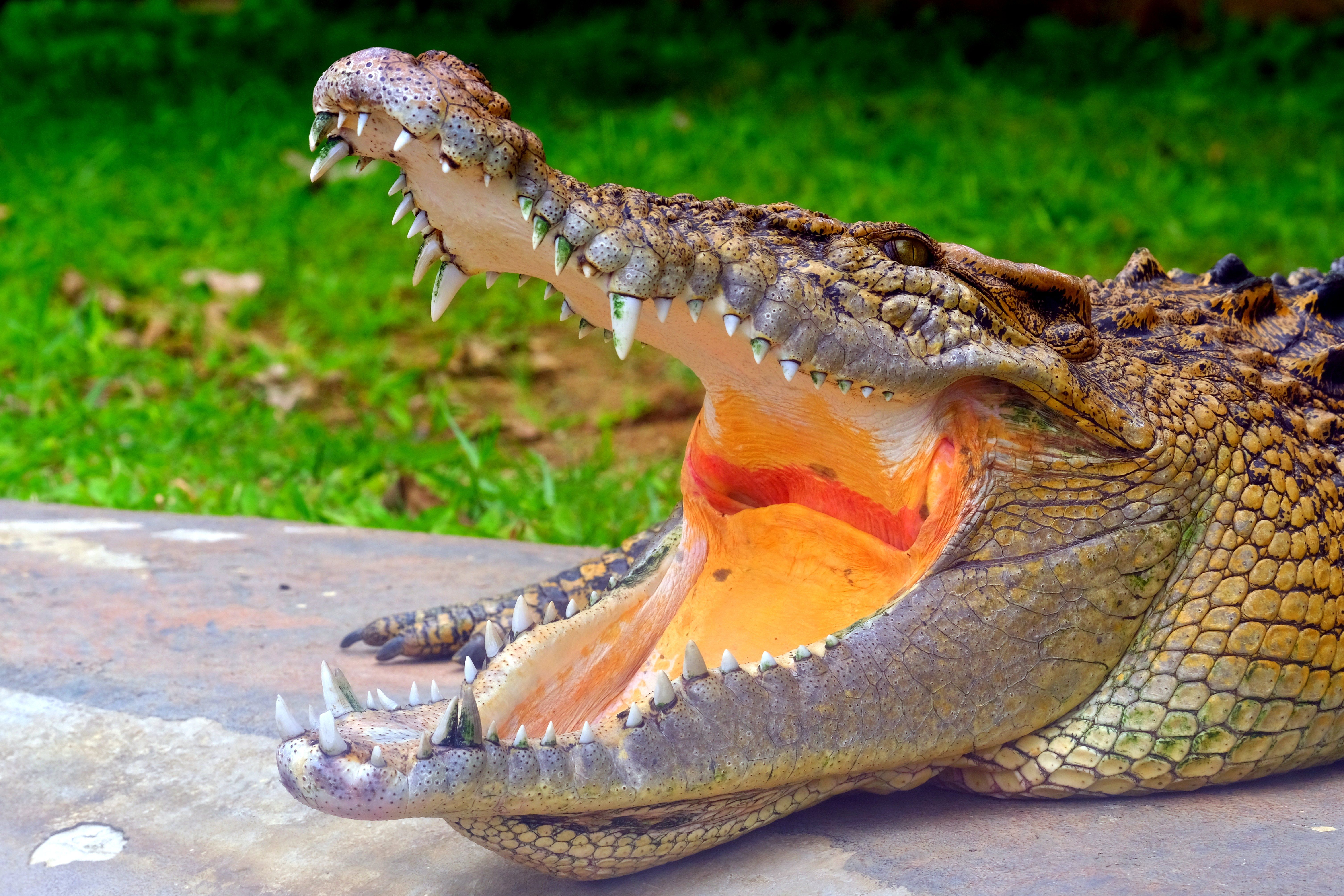 Bombardilo Crocodile Photos, Download The BEST Free Bombardilo ...