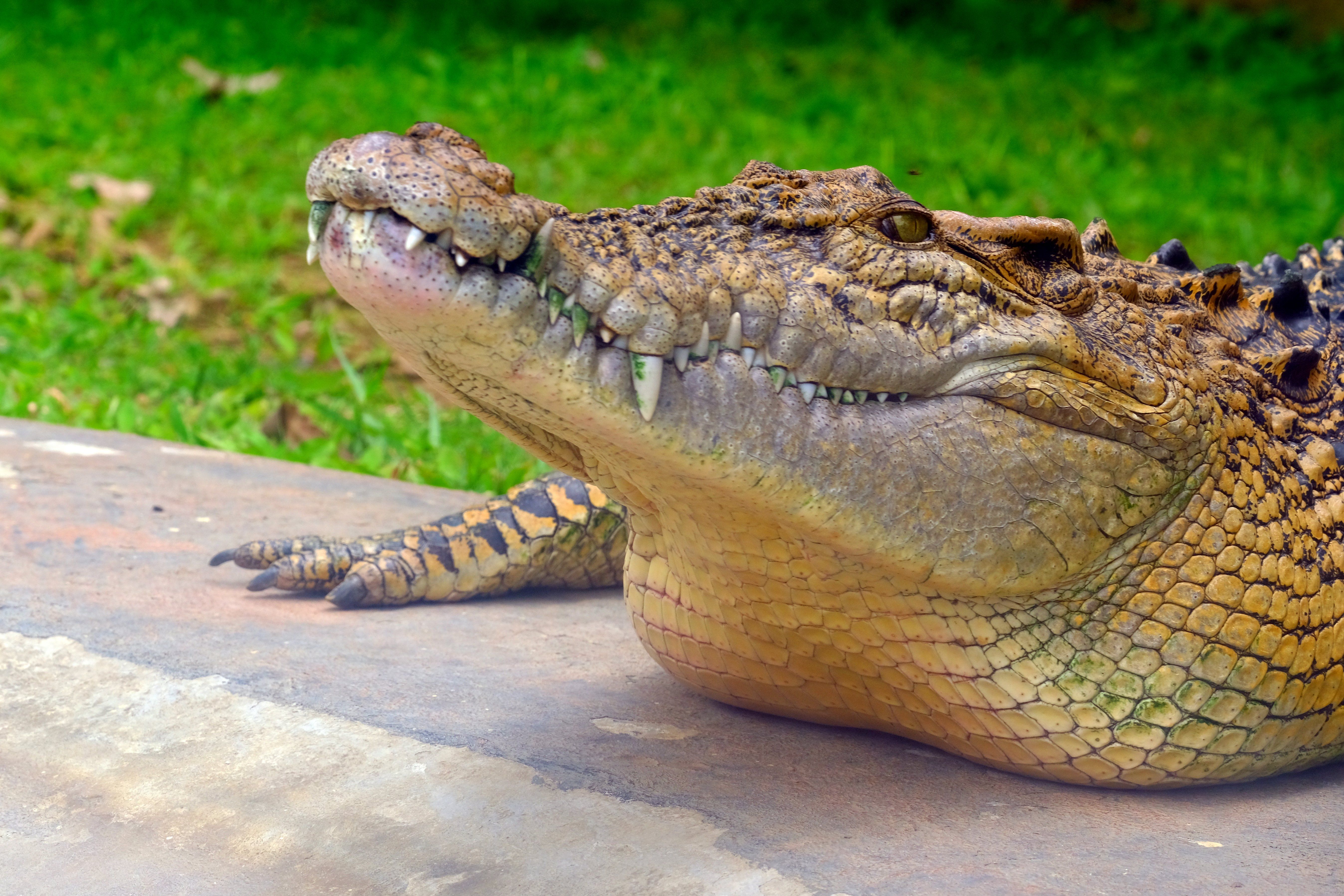 Bombardilo Crocodile Photos, Download The BEST Free Bombardilo ...