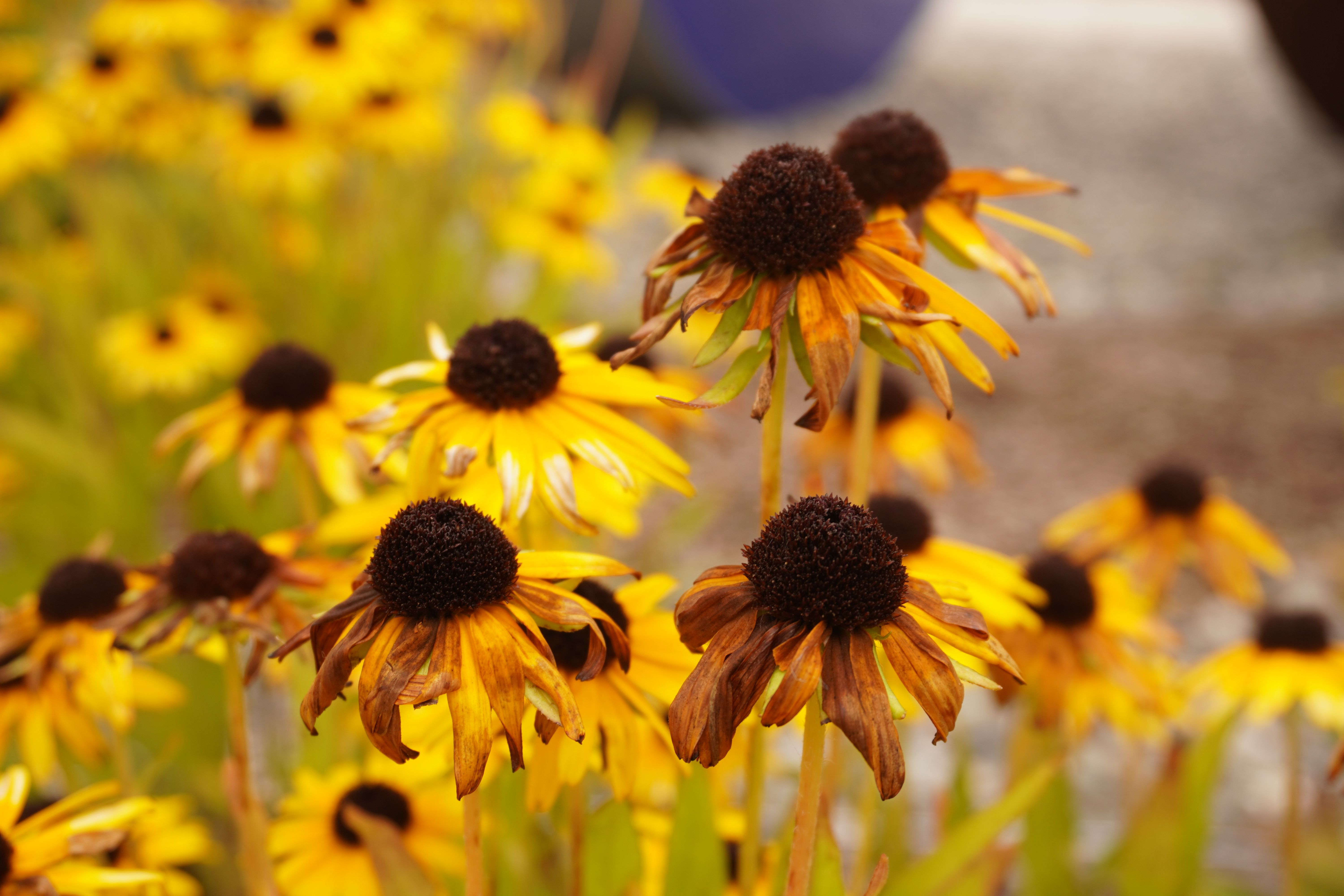 Close-up of Vibrant Black-eyed Susans in Bloom · Free Stock Photo