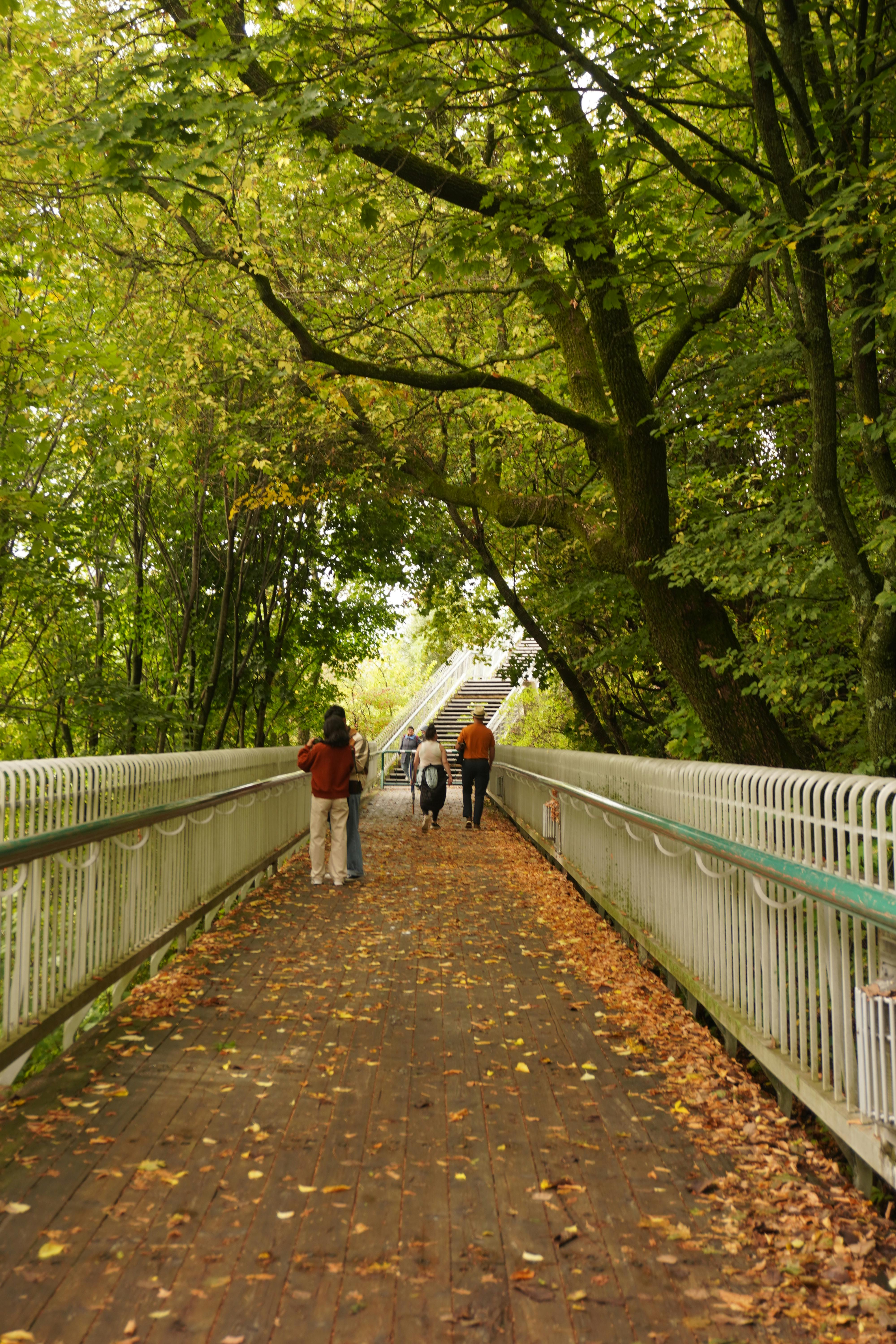 100,000+ Best Tree Images · 100% Free Download · Pexels Stock Photos