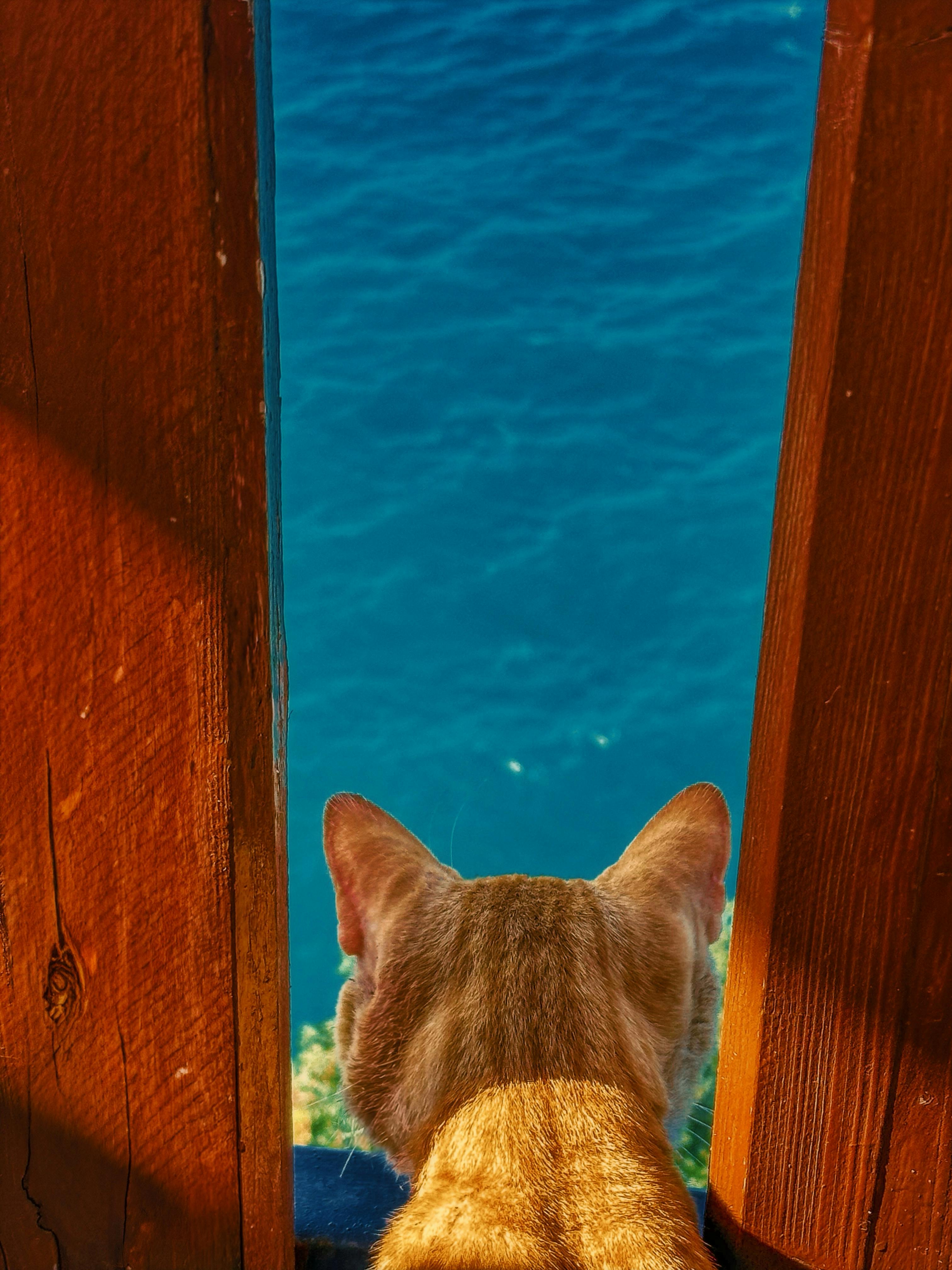 Cat Front View Photos, Download The BEST Free Cat Front View Stock ...