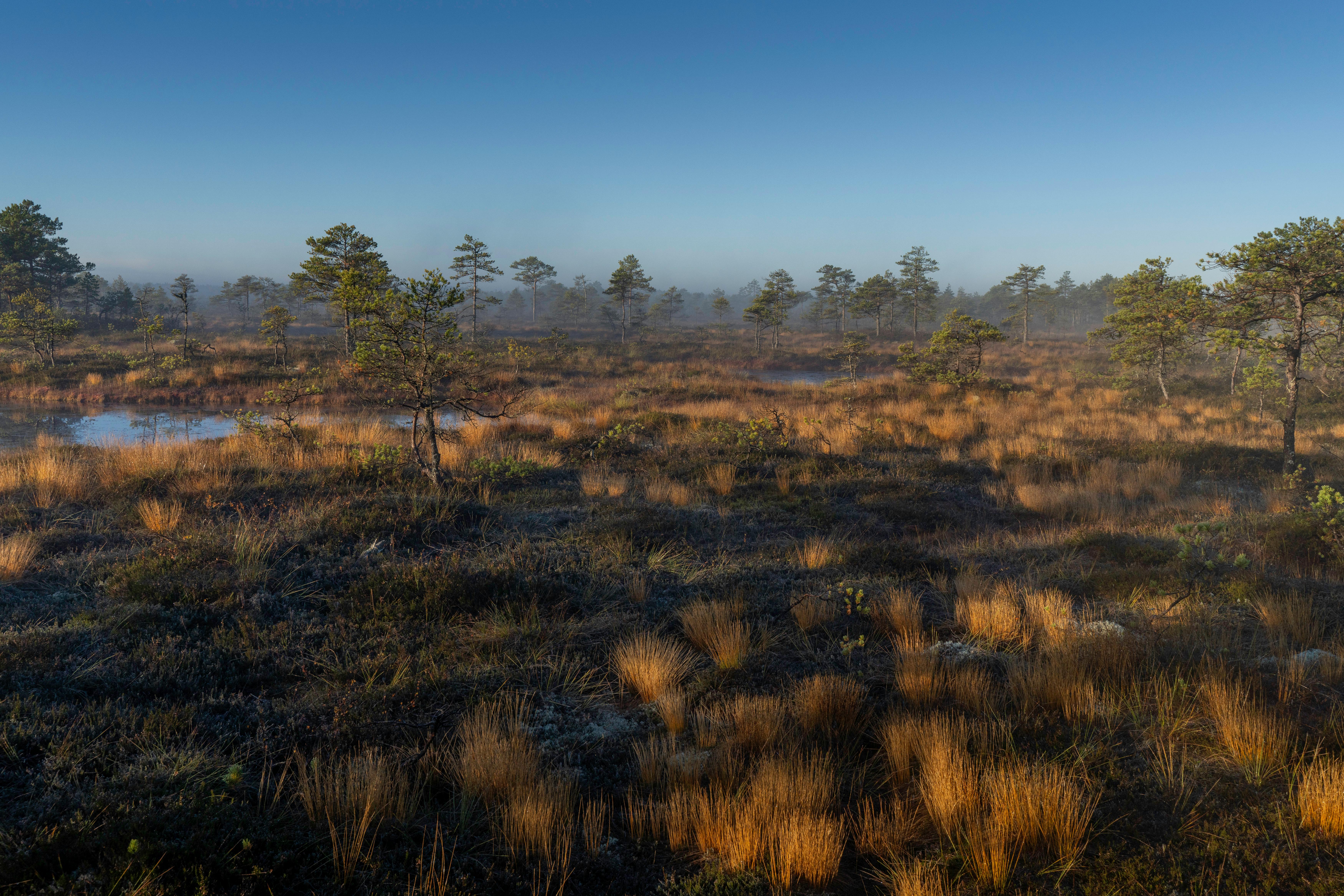 Raycast+Wallpapers Photos, Download The BEST Free Raycast+Wallpapers ...