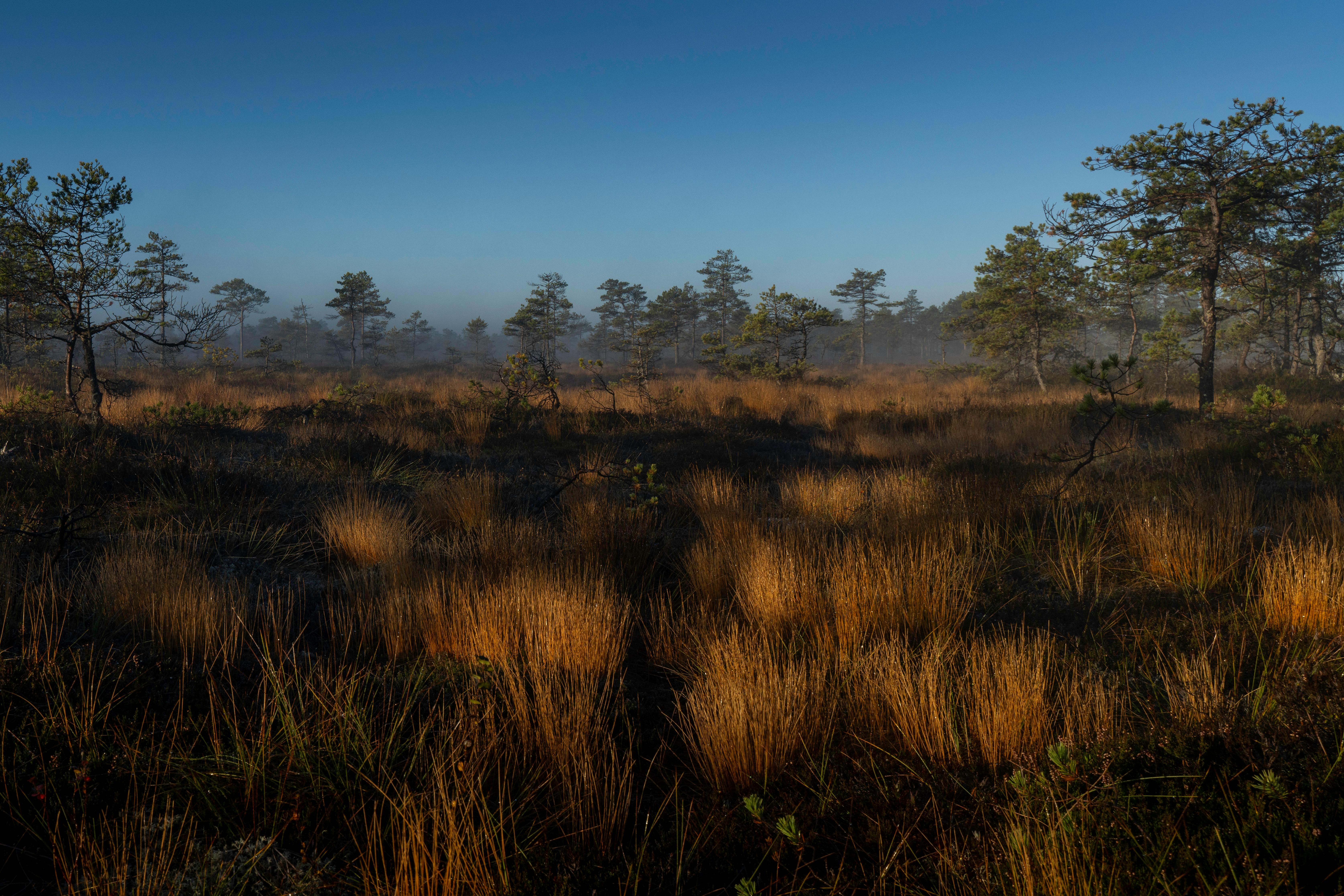 Gau+Mata+Wallpaper Photos, Download The BEST Free Gau+Mata+Wallpaper ...