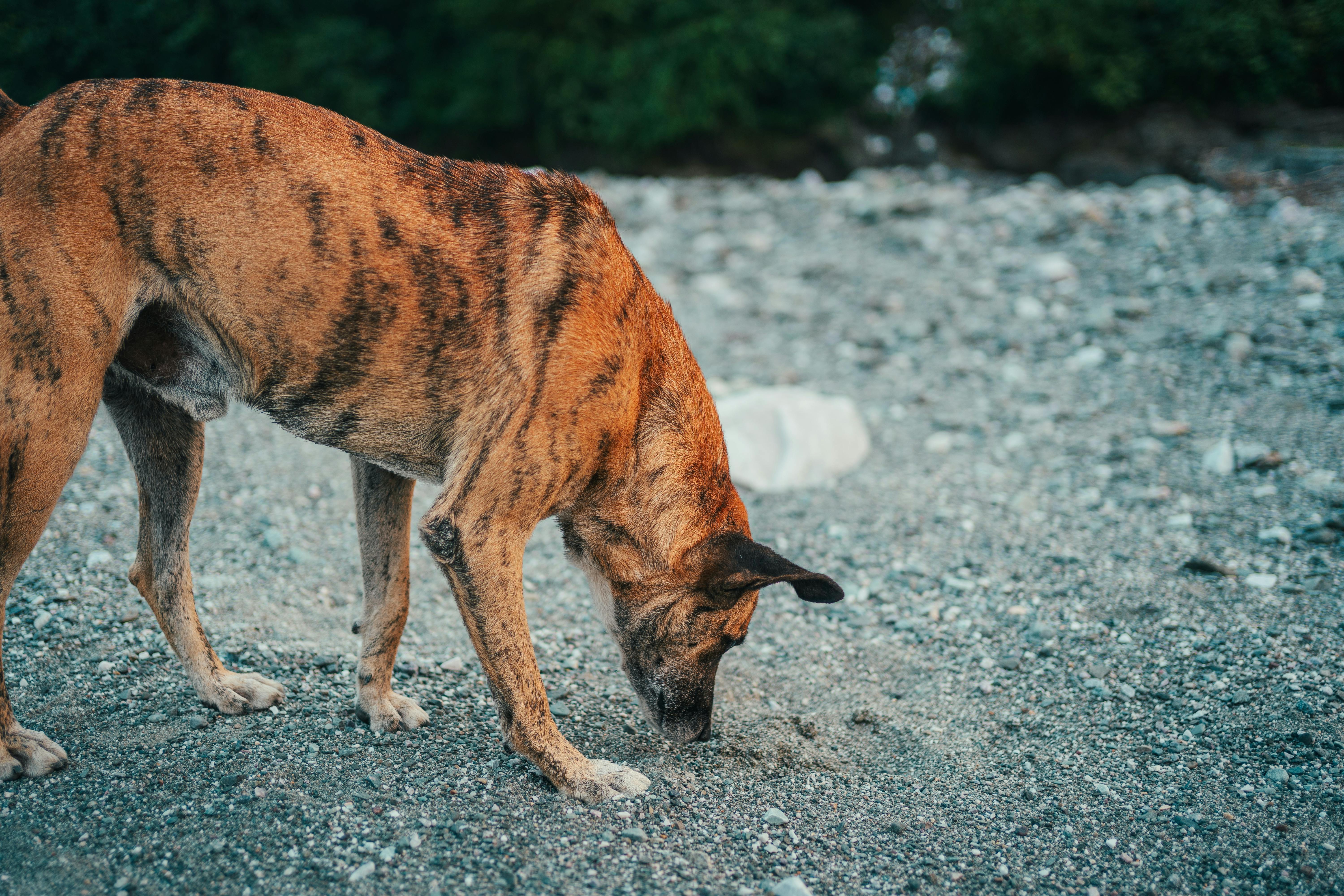 Survey Background Photos, Download The BEST Free Survey Background ...