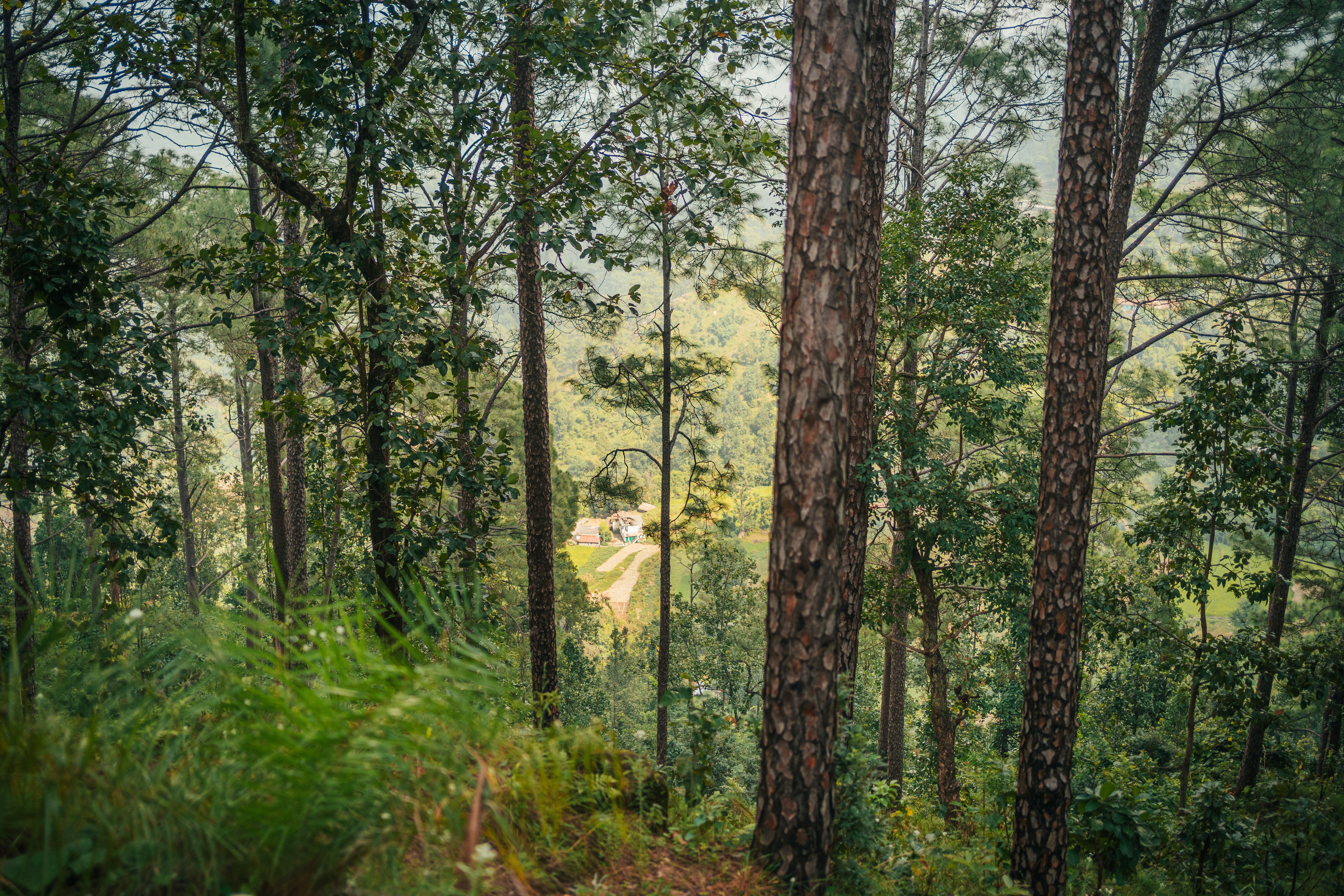 Serene Forest View in Indian Countryside · Free Stock Photo