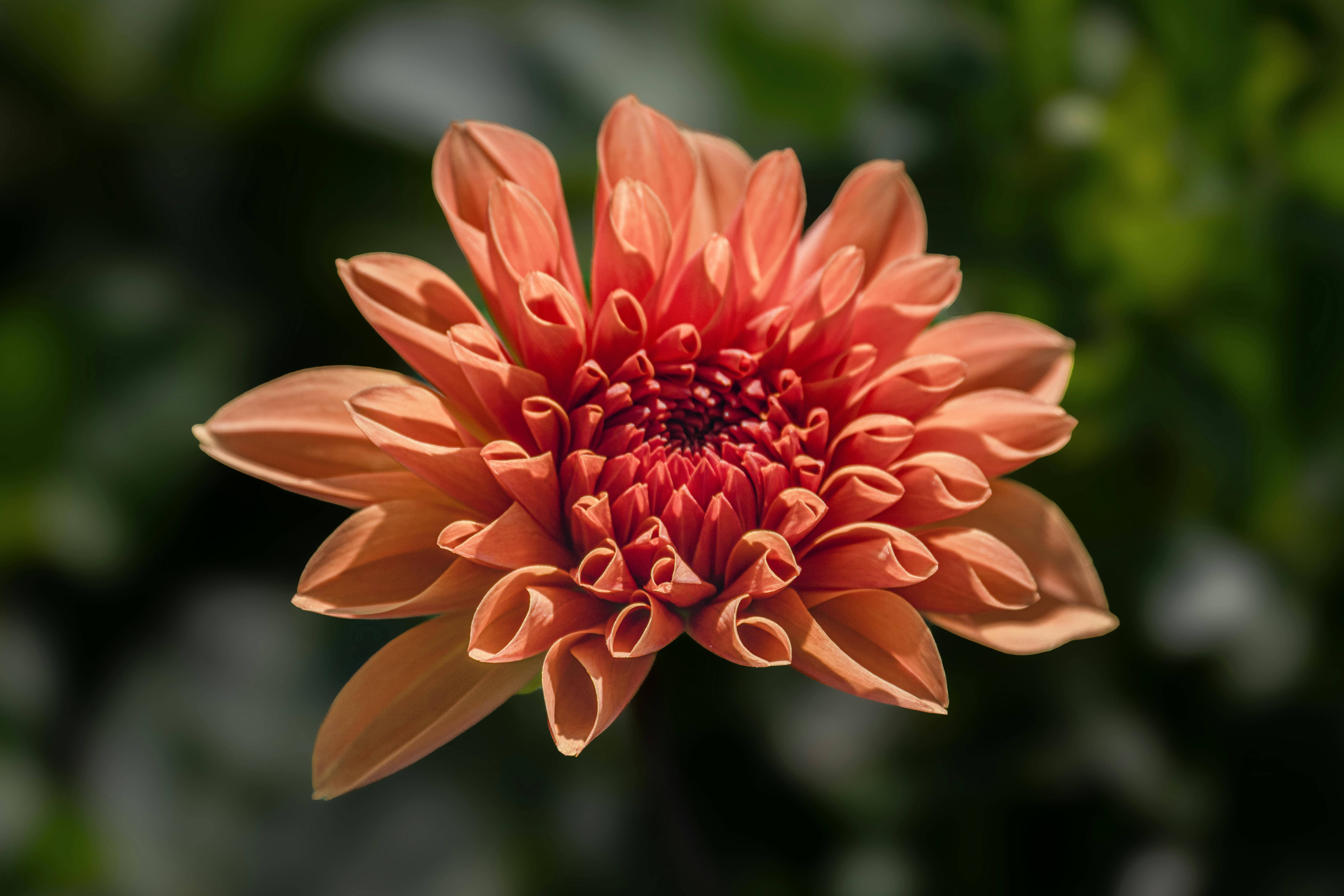 Gau+Mata+Wallpaper Photos, Download The BEST Free Gau+Mata+Wallpaper ...