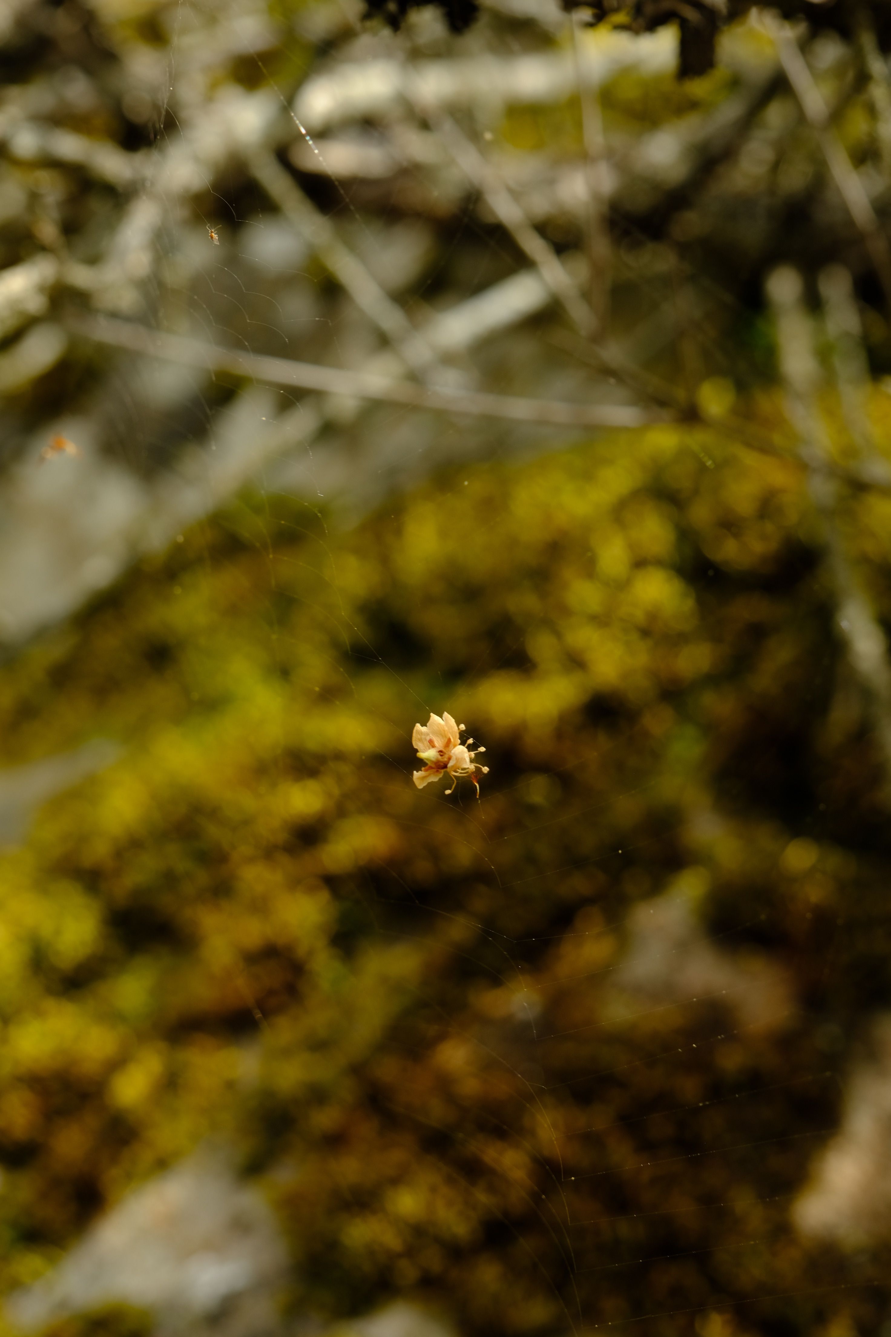 Tiny Spider on Web in Nature Setting · Free Stock Photo