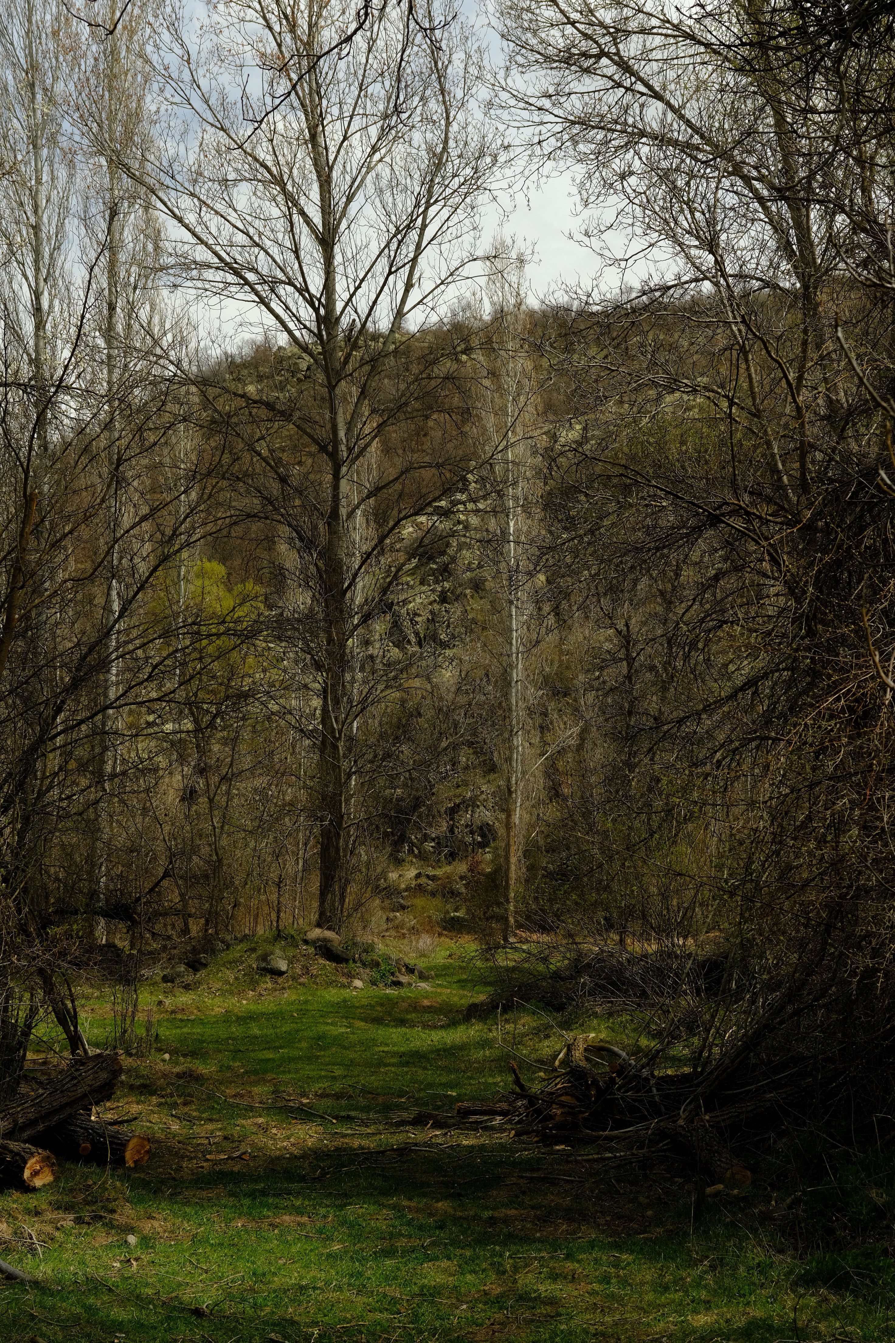 Serene Forest Pathway in Early Spring · Free Stock Photo