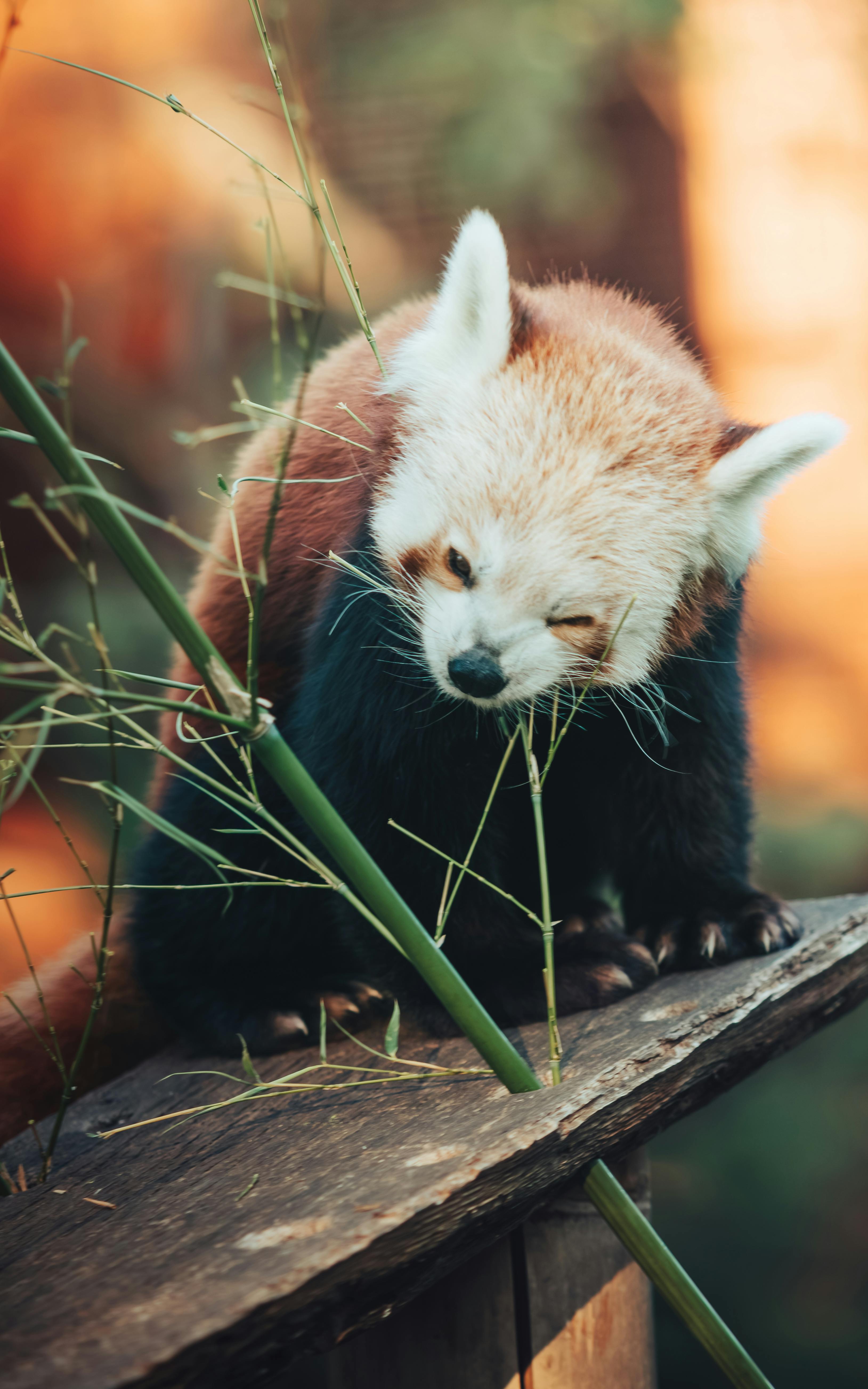 Red Panda Photos, Download The BEST Free Red Panda Stock Photos & HD Images