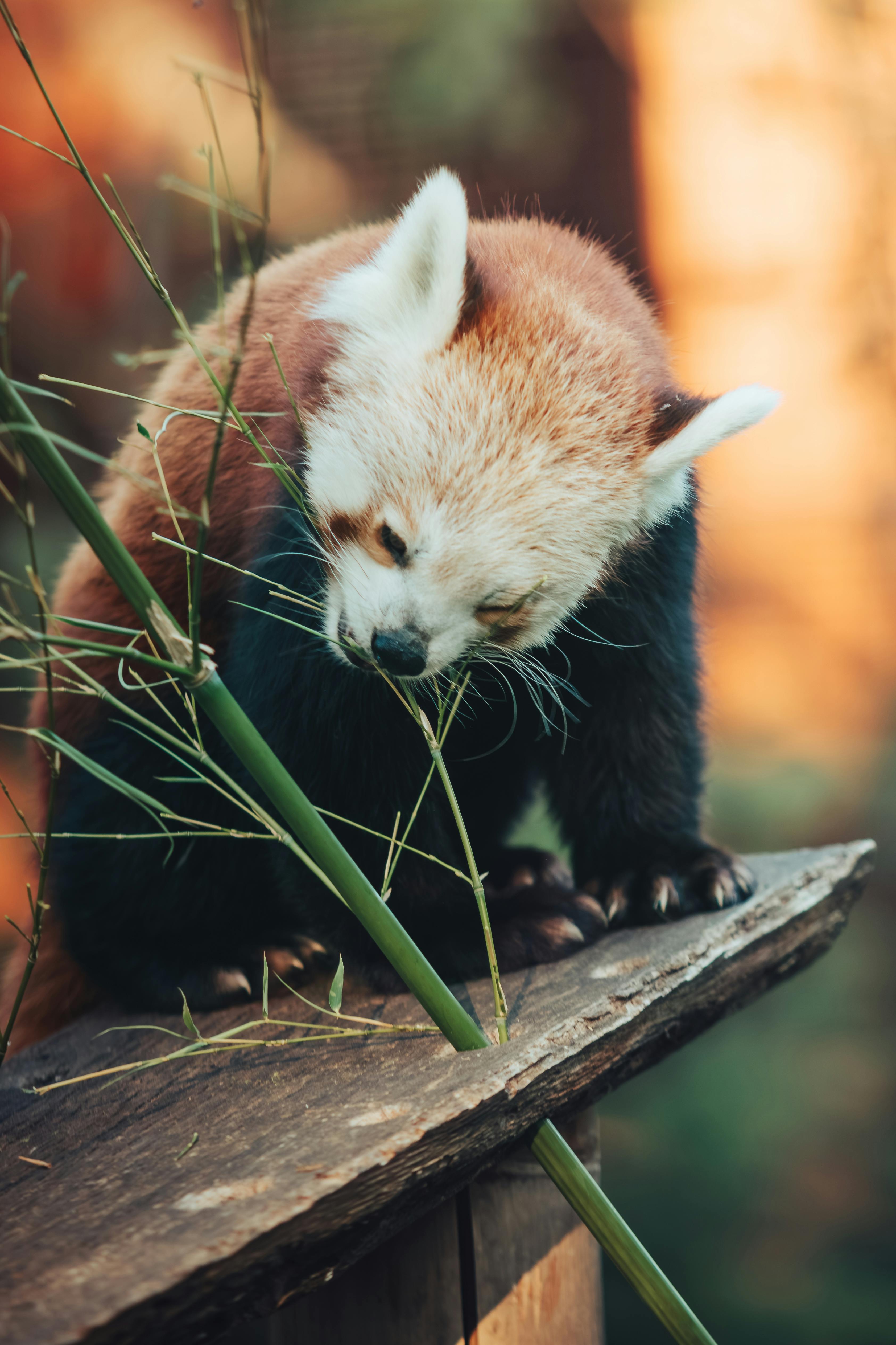 Red Panda Photos, Download The BEST Free Red Panda Stock Photos & HD Images