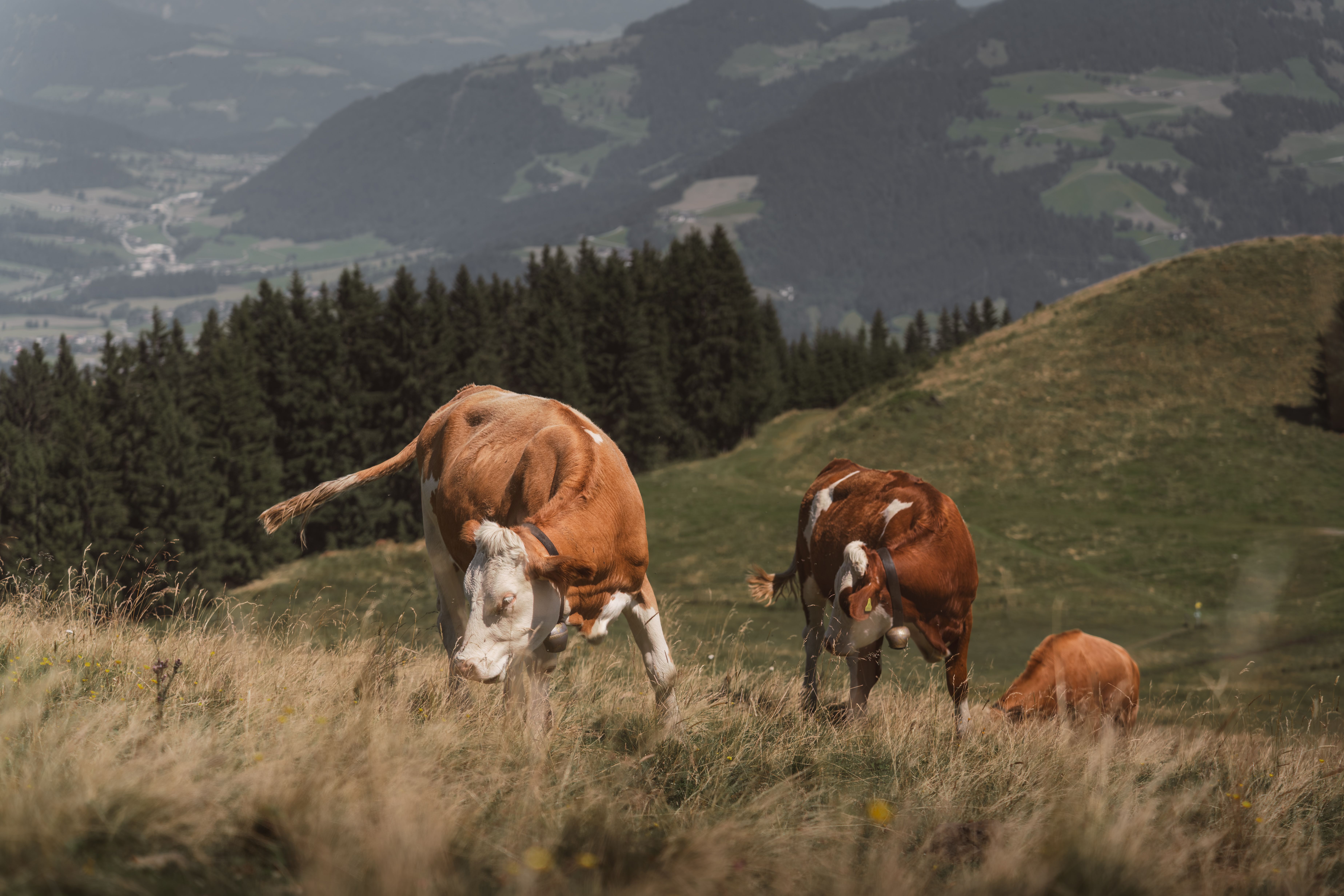 Cows Desktop Background Photos, Download The BEST Free Cows Desktop ...