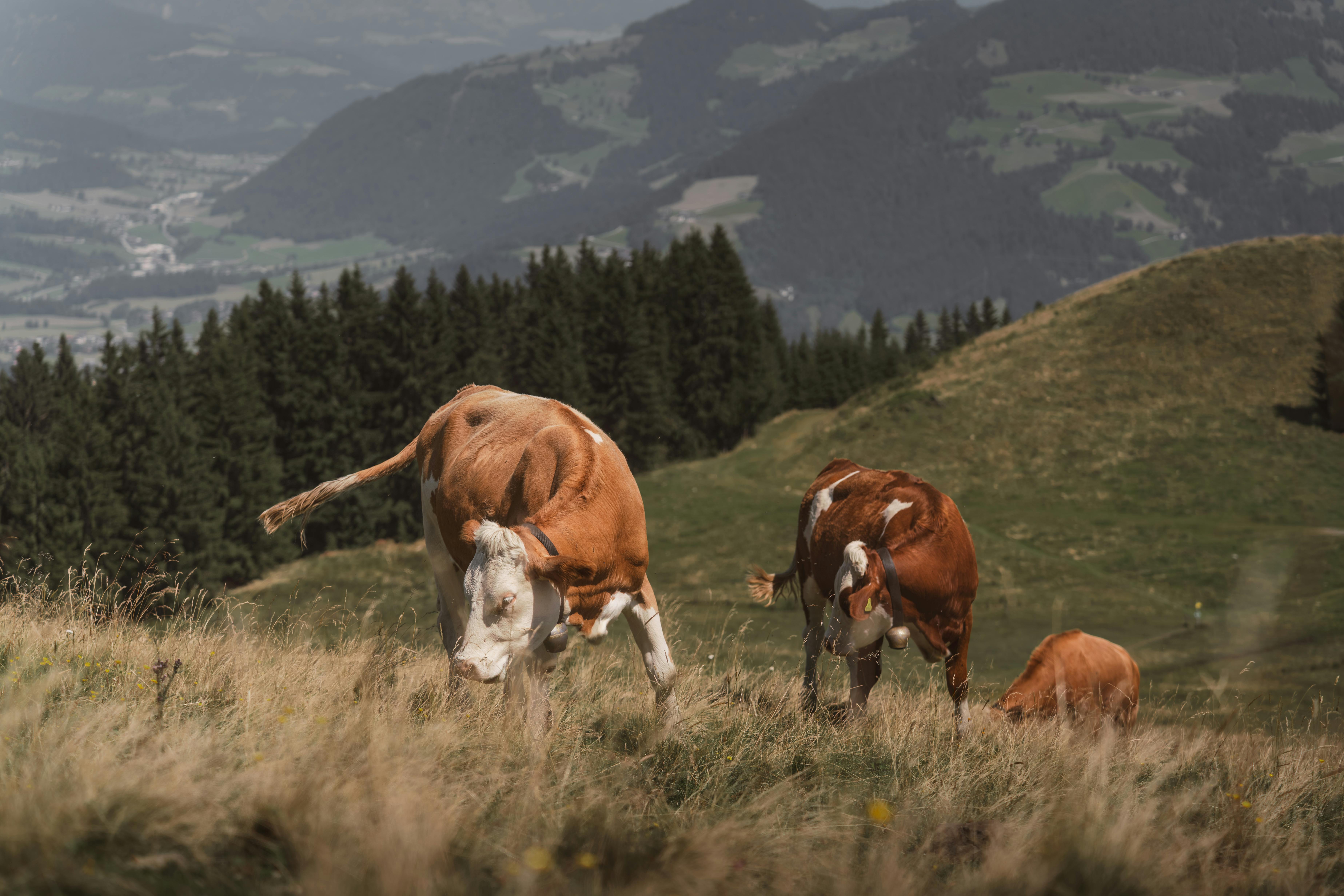 Pictures Of Animals Photos, Download The BEST Free Pictures Of Animals ...