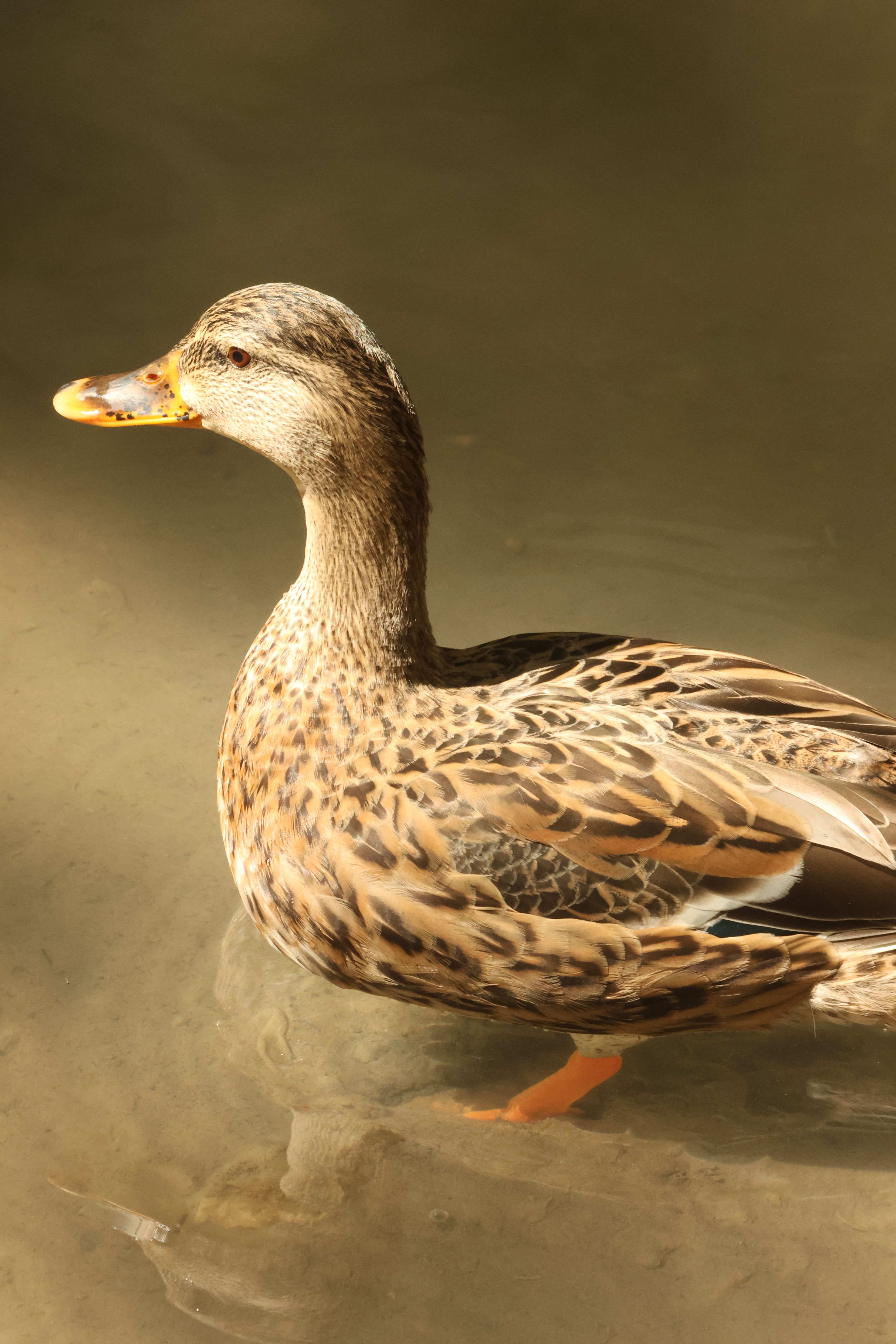 Duck+Pfp Photos, Download The BEST Free Duck+Pfp Stock Photos & HD Images