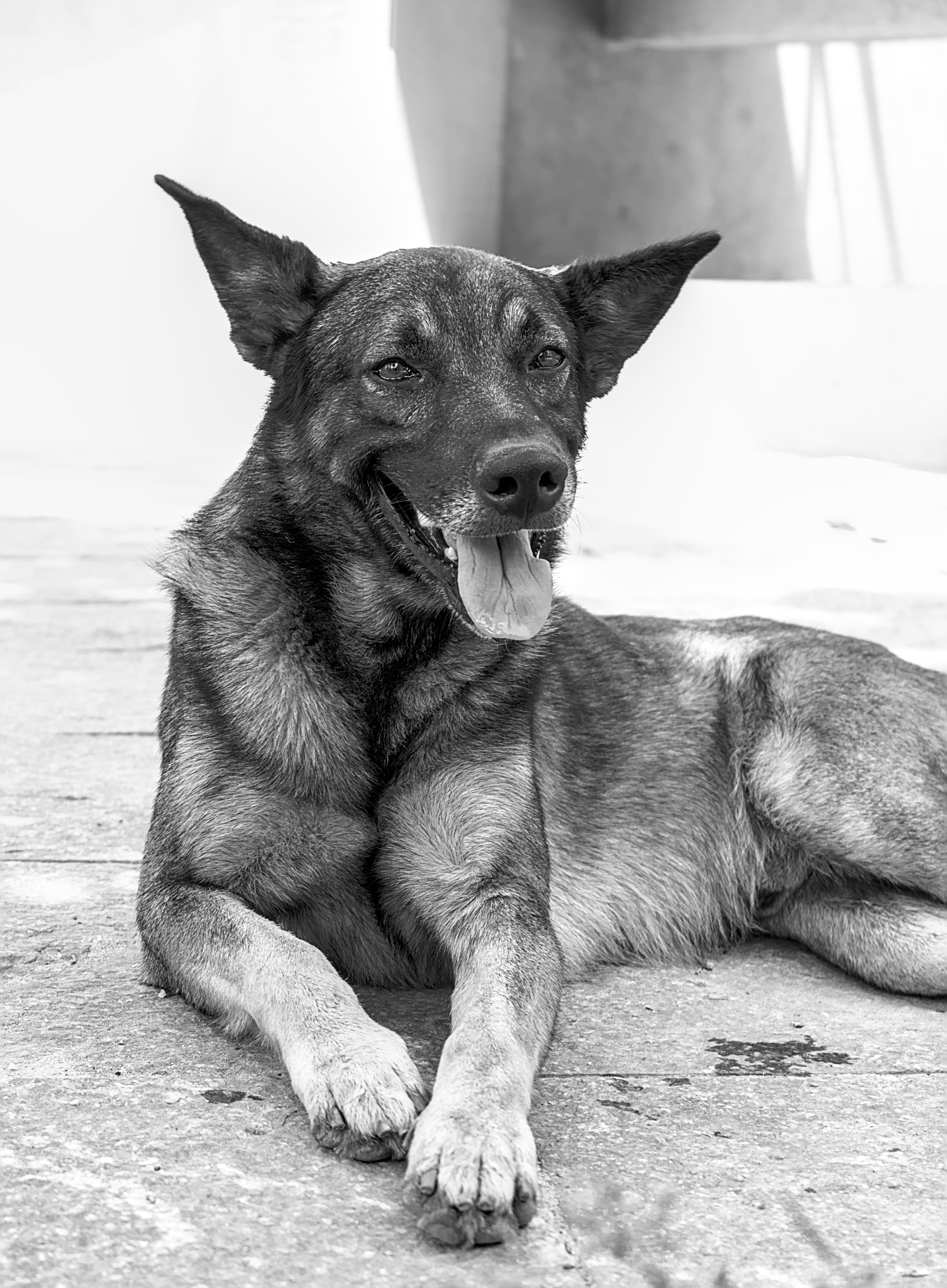 Loba+With+Her+2+Dogs Photos, Download The BEST Free Loba+With+Her+2 ...