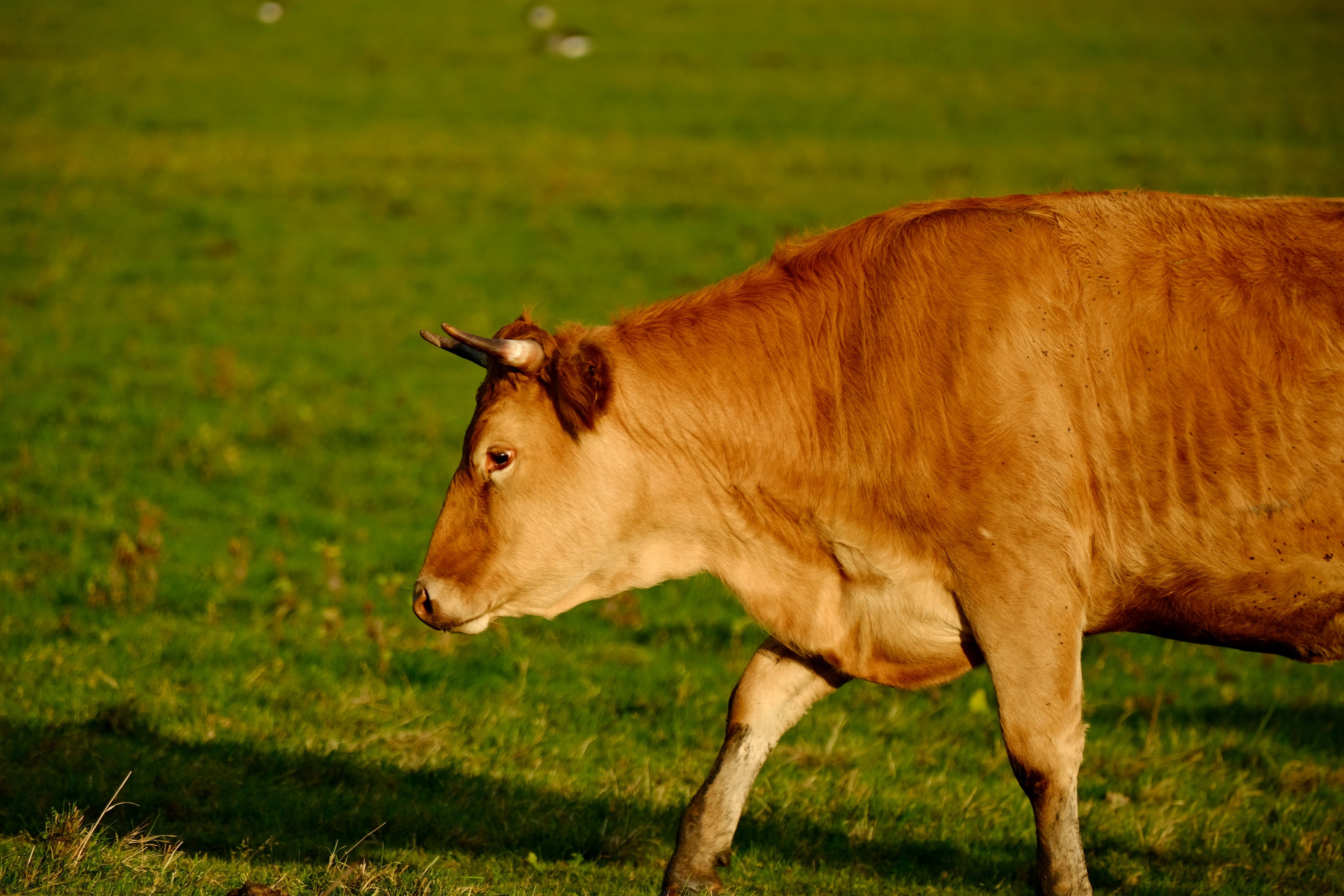 Brown Cow Grazing on Verdant Pasture in Daylight · Free Stock Photo