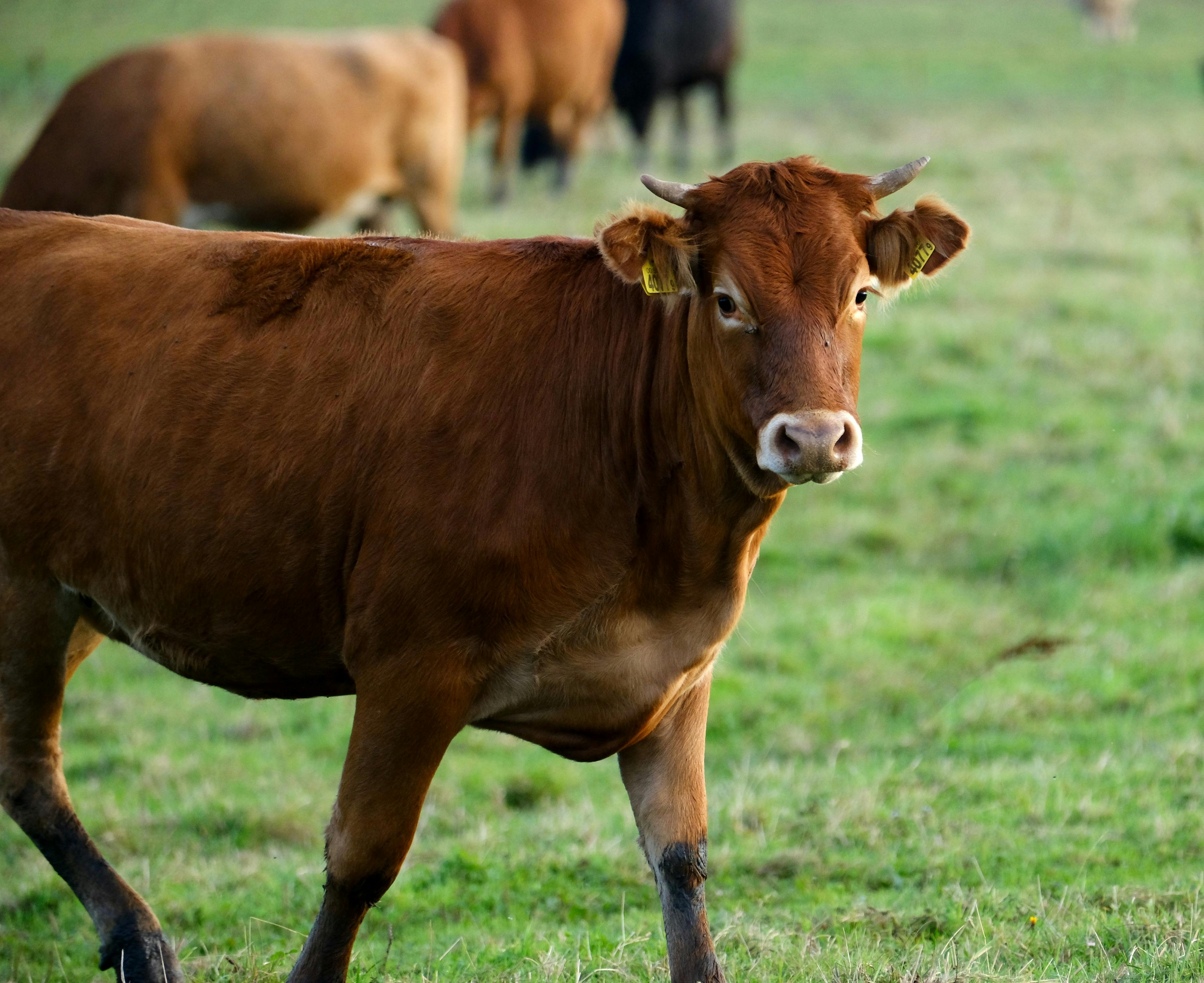 Dairy Farm Photos, Download The BEST Free Dairy Farm Stock Photos & HD ...