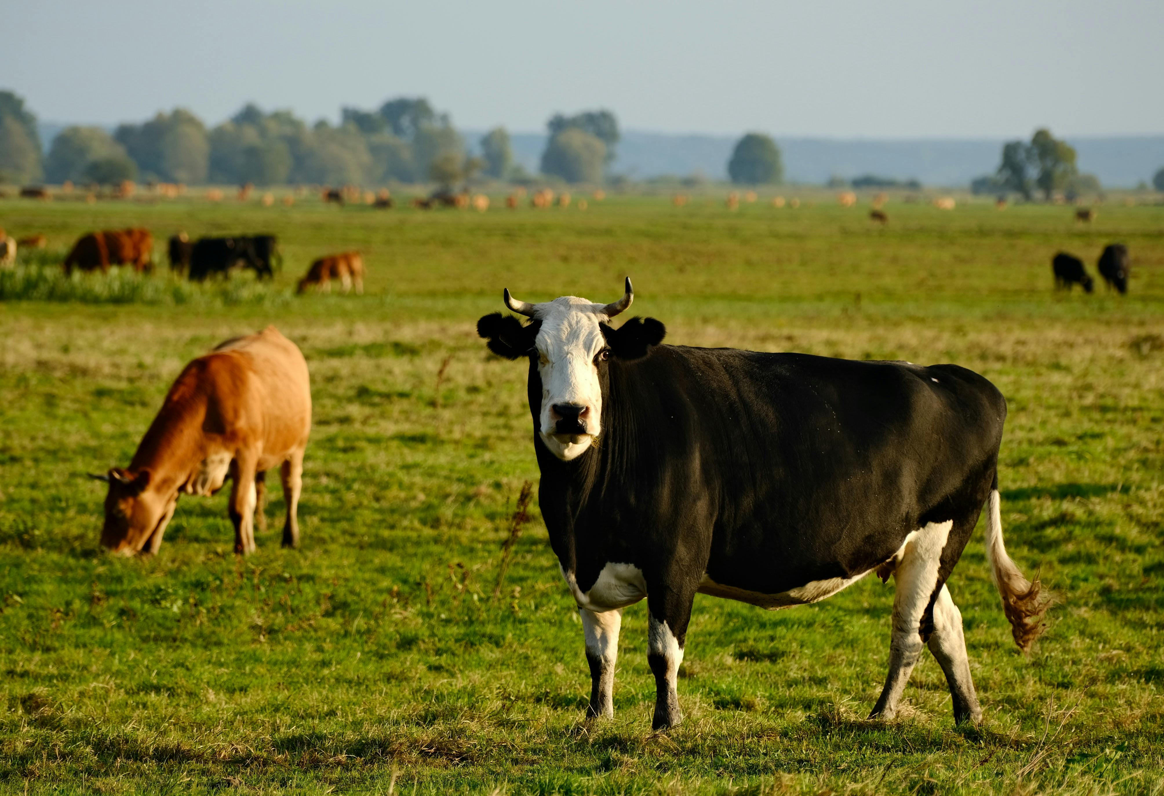 Dairy Farm Photos, Download The BEST Free Dairy Farm Stock Photos & HD ...