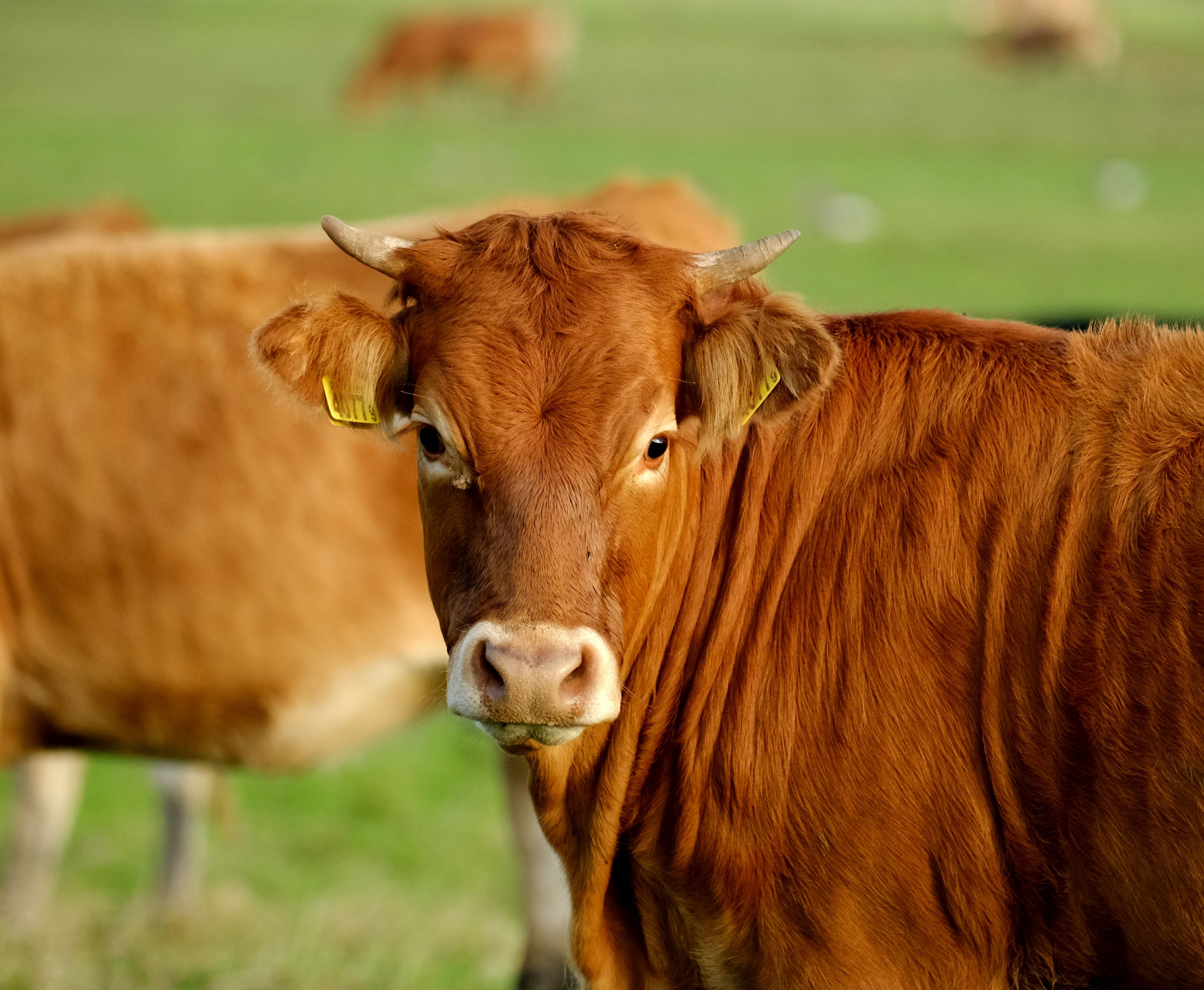 Primer Plano De Una Vaca Roja En Un Pasto Soleado · Foto de stock gratuita