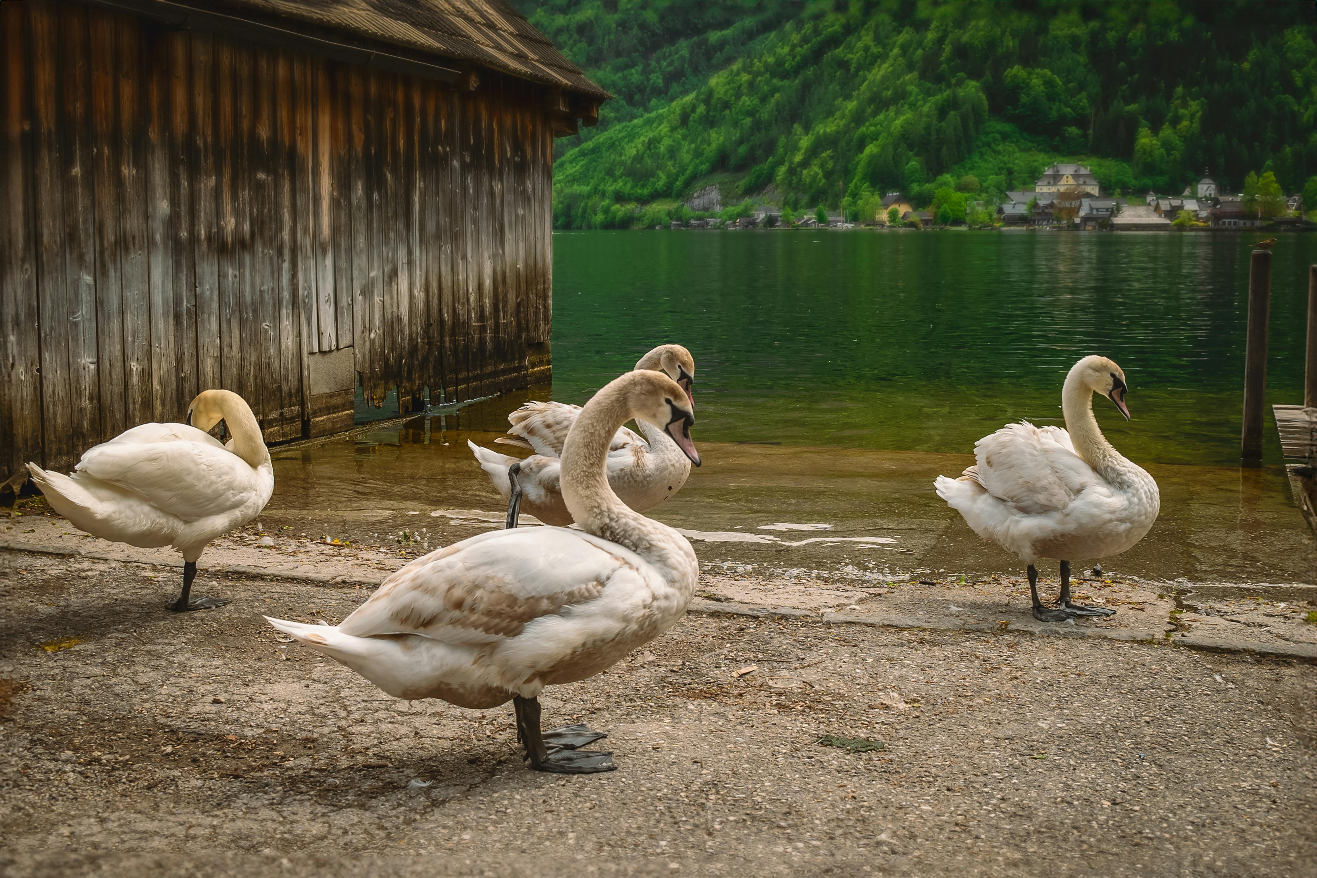 Artificial+Spiral+Hill+In+Sydney+Olympic+Park,+Australia Photos ...