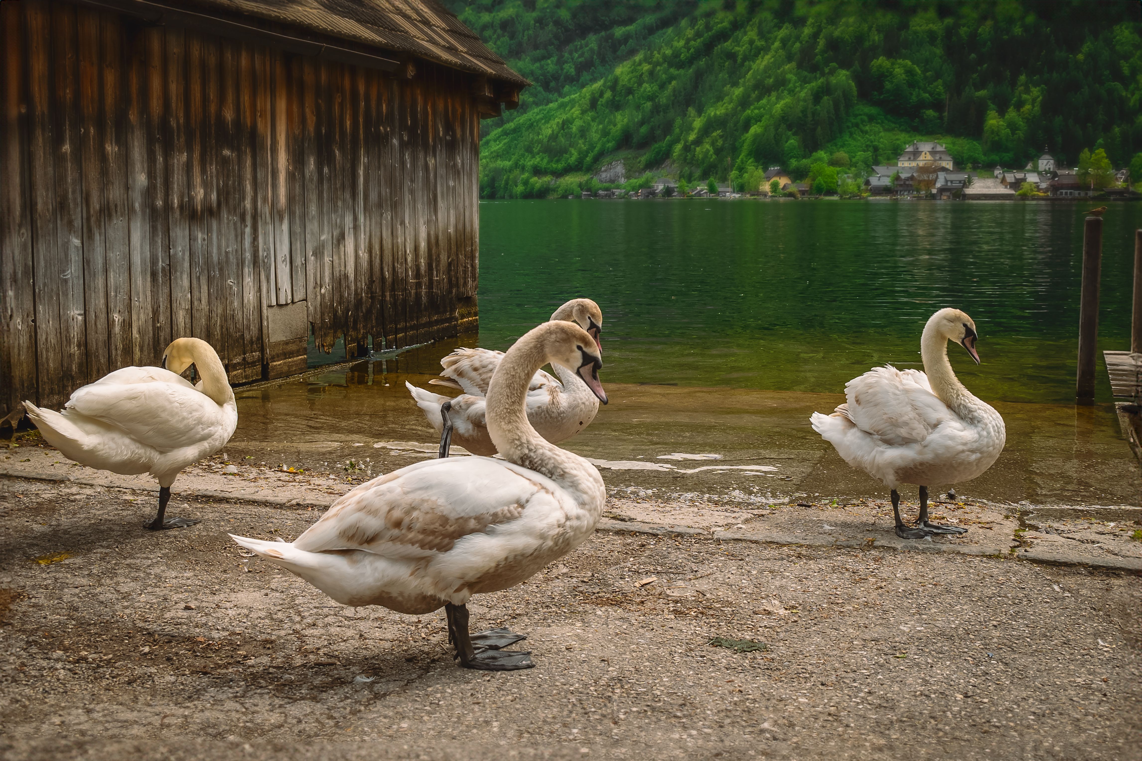 Graceful Swans by the Lakeside in Hallstatt, Austria · Free Stock Photo
