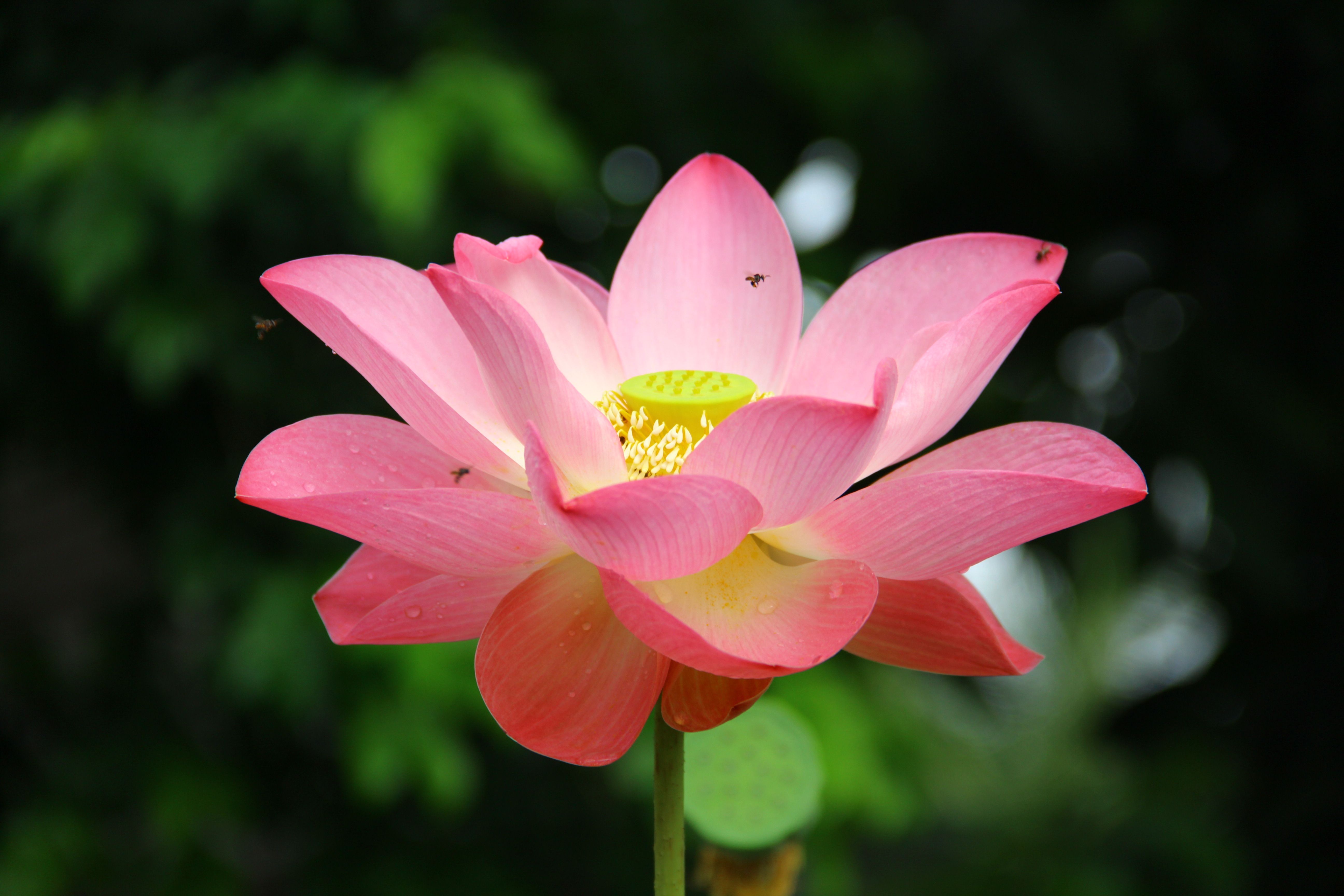 Free Lotus Flower Pink Elegant Lotus Flower Pink Petals Natural Pond