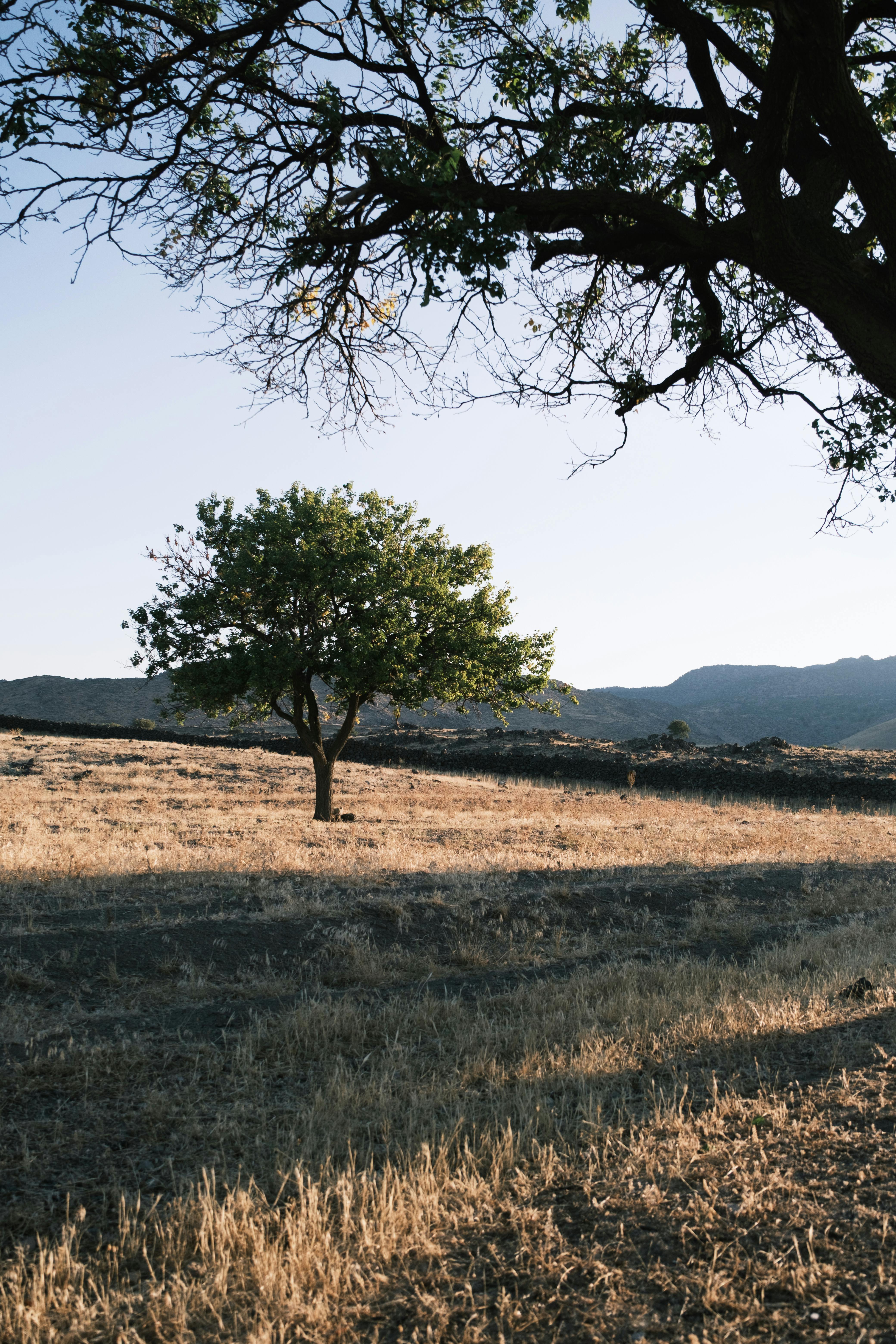 100,000+ Best Tree Images · 100% Free Download · Pexels Stock Photos