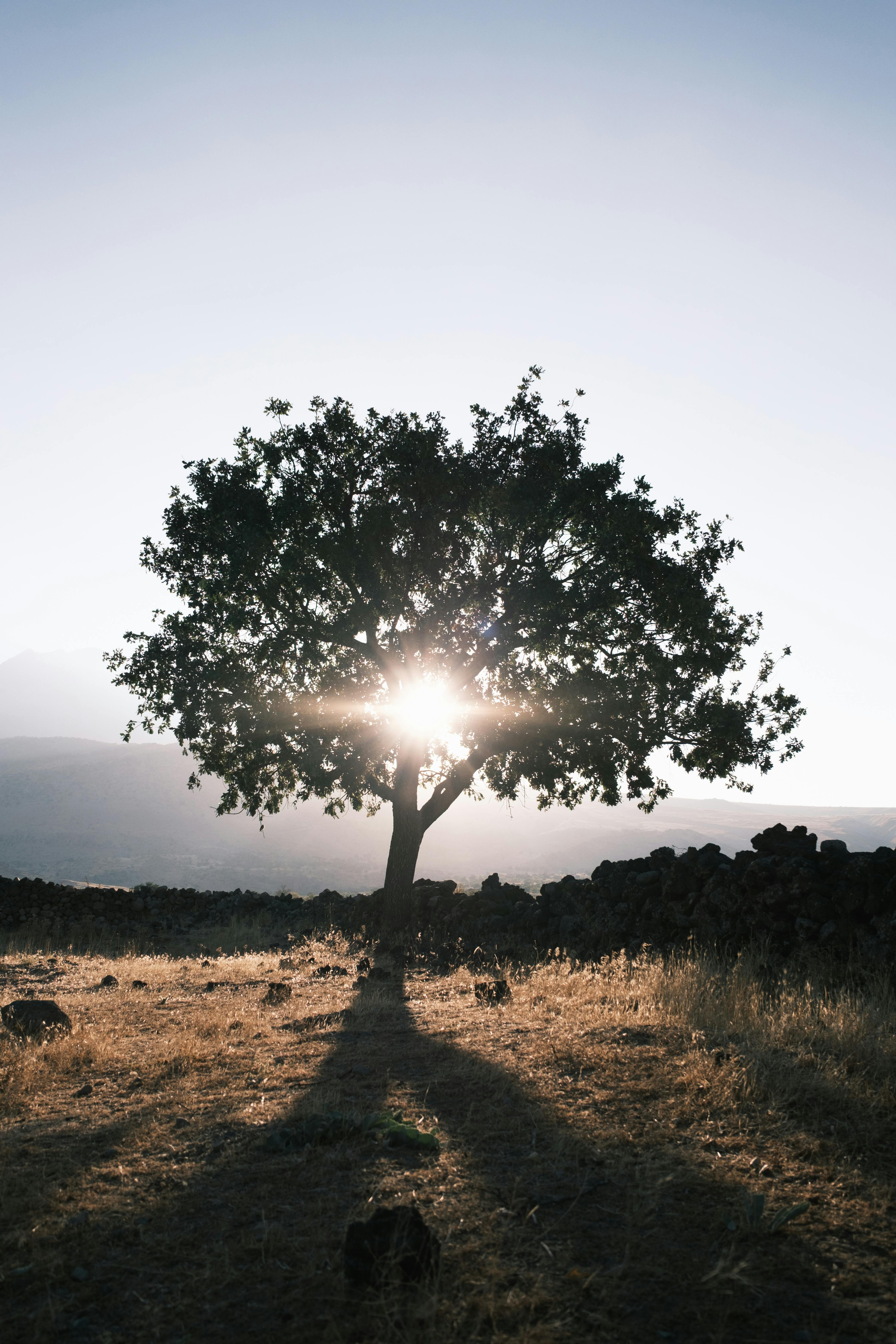 100,000+ Best Tree Images · 100% Free Download · Pexels Stock Photos