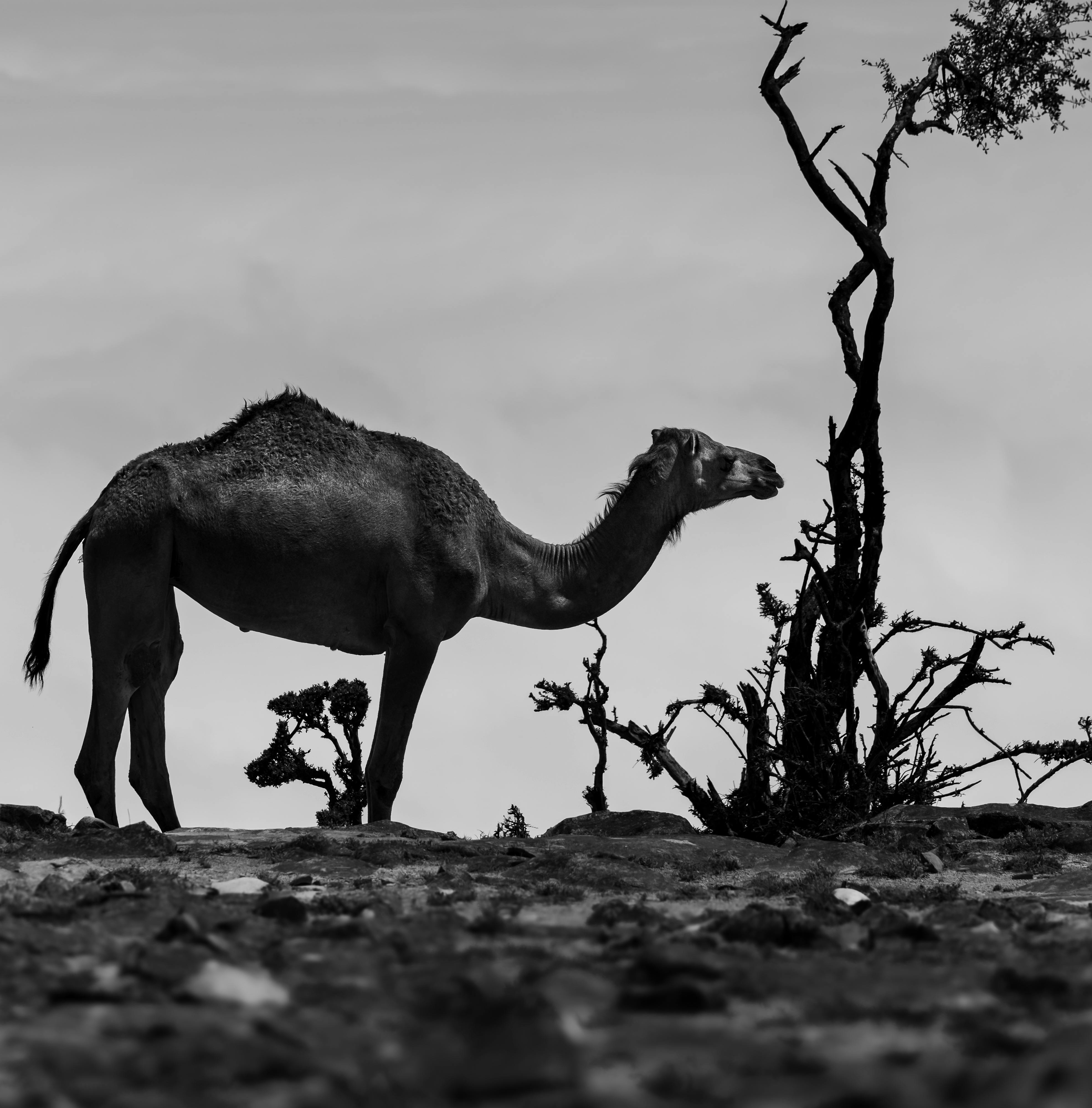 Funny Camel Photos, Download The BEST Free Funny Camel Stock Photos ...