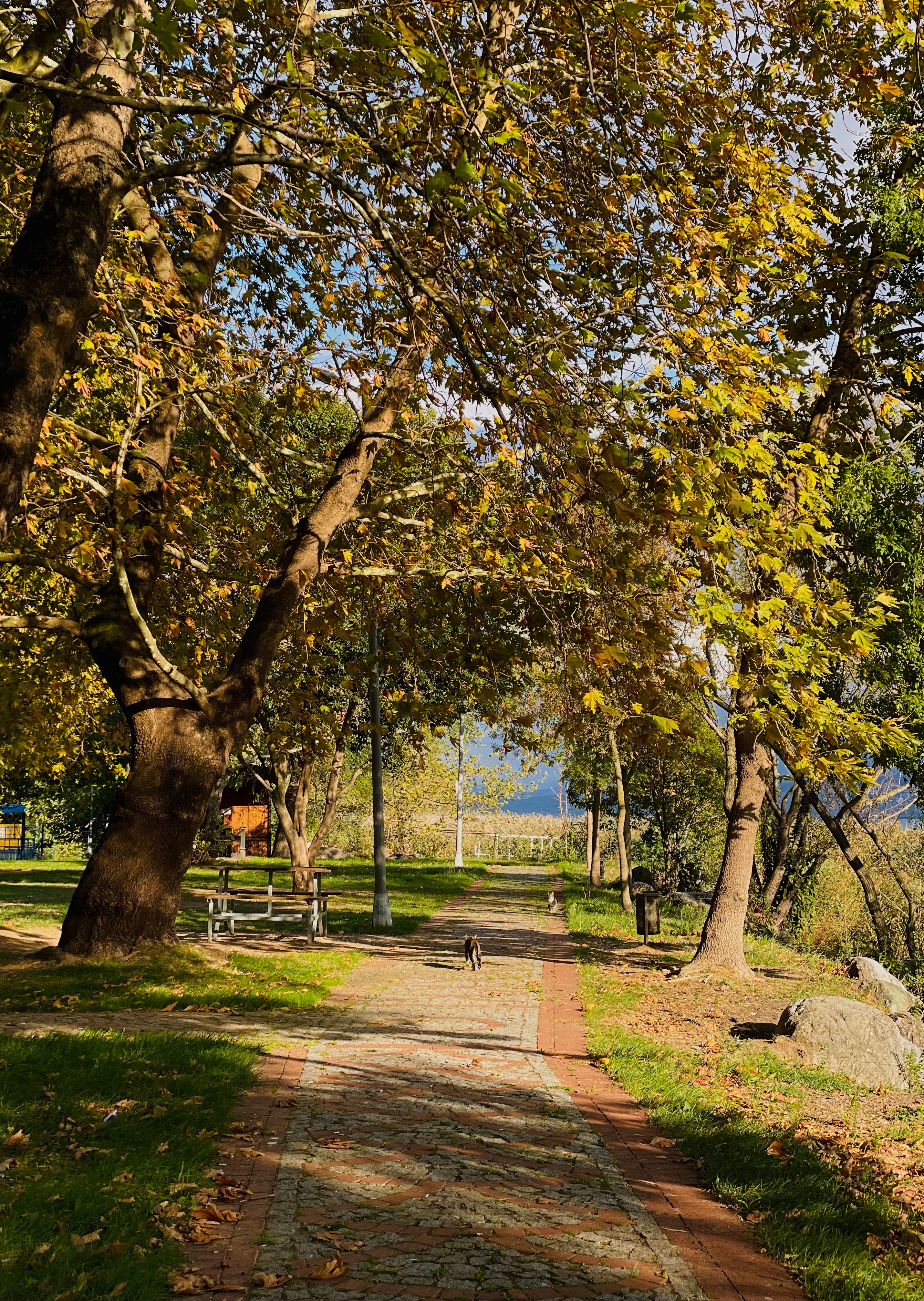Charming Autumn Pathway Under Golden Foliage · Free Stock Photo